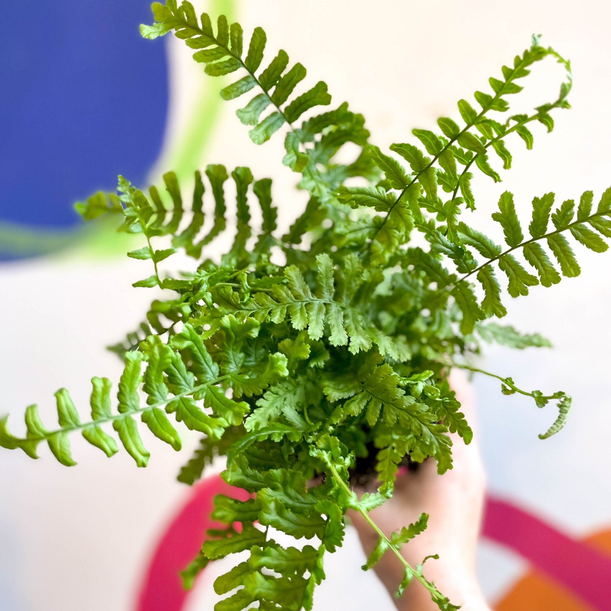 Dryopteris affinis 'Cristata The King' - Scaly Male Fern [Hardy Semi-e ...