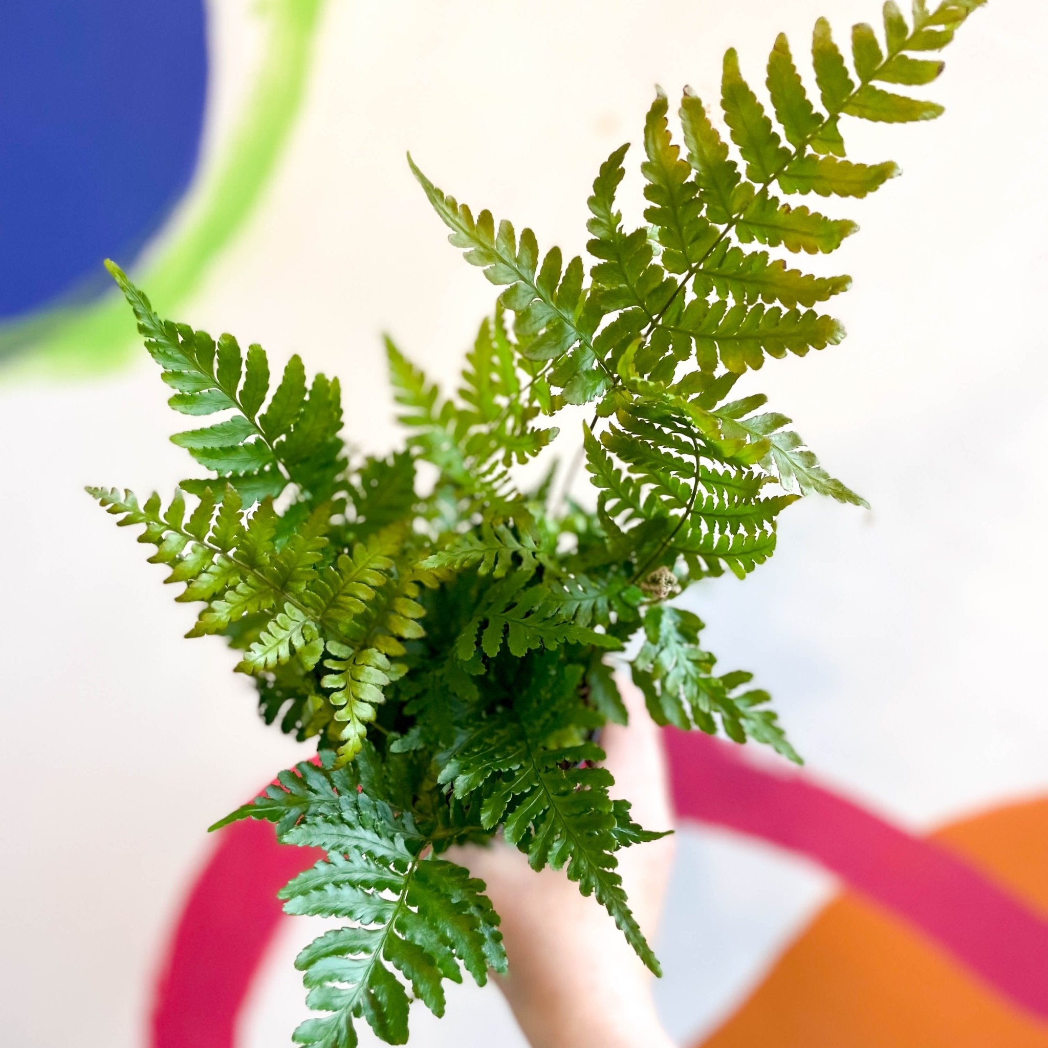 Dryopteris erythrosora 'Brilliance' - Copper Shield Fern [Hardy Evergr ...