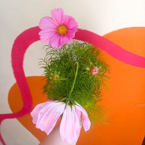 Cosmos bipinnatus 'Apollo Pale Pink' [British Grown] – Sprouts of Bristol