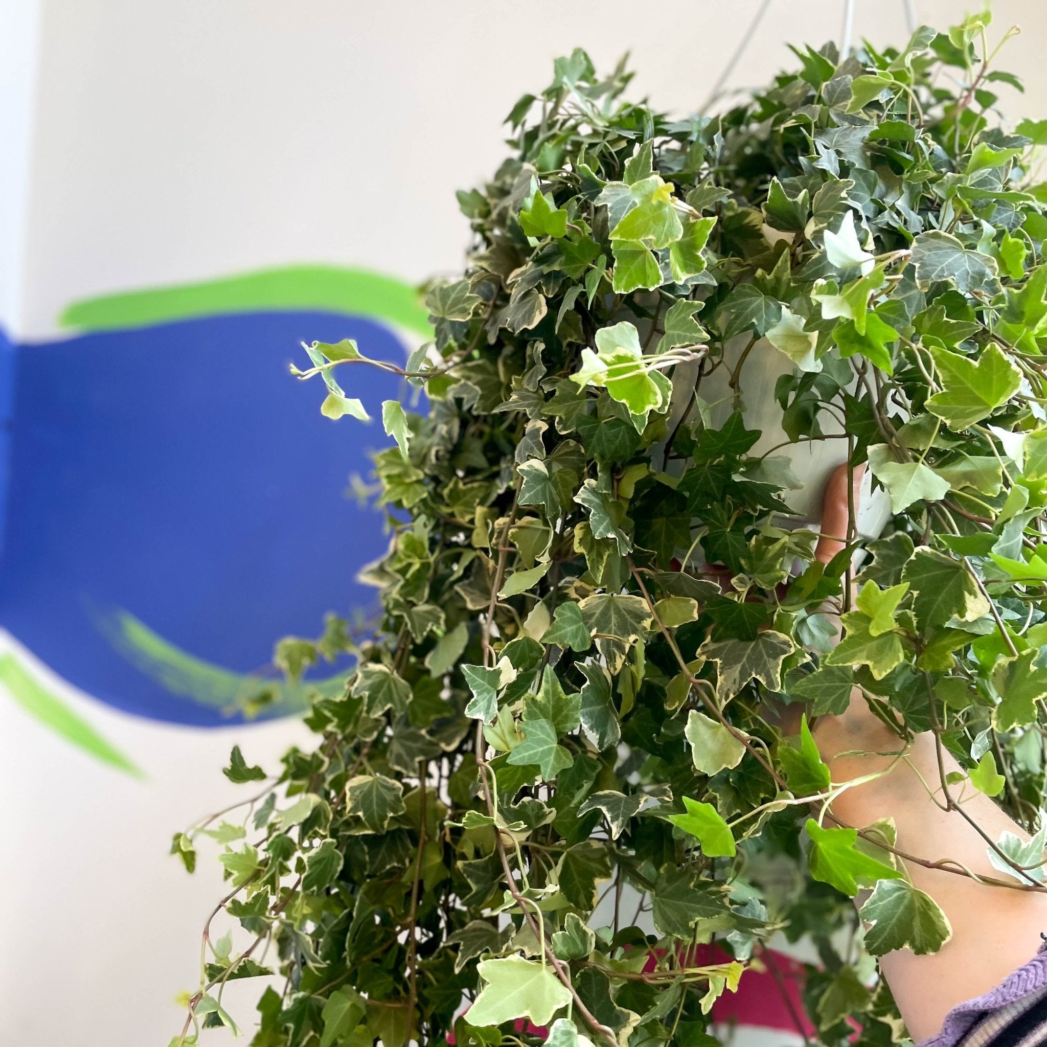 English Ivy - Hedera helix 'Eva' – Sprouts of Bristol