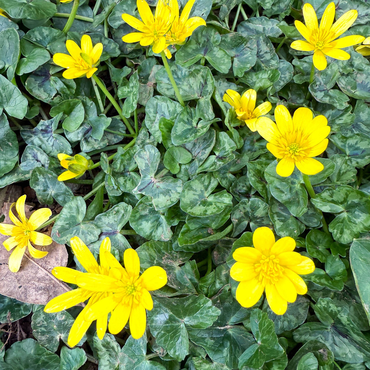 Outdoor Plants – Sprouts of Bristol