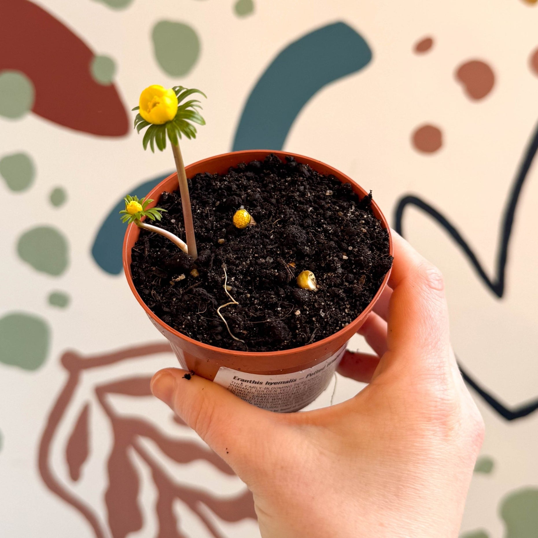 Outdoor Plants – Sprouts of Bristol