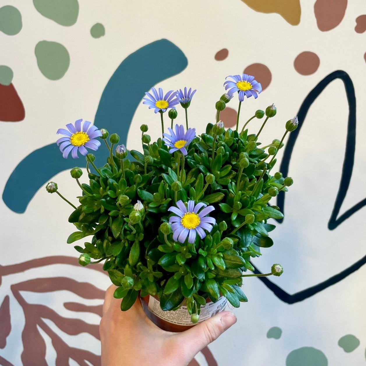 Felicia amelloides ‘Felicitara Blue’ - Blue Daisy – Sprouts of Bristol