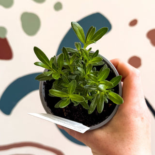 Felicia amelloides ‘Felicitara Blue’ - Blue Daisy – Sprouts of Bristol