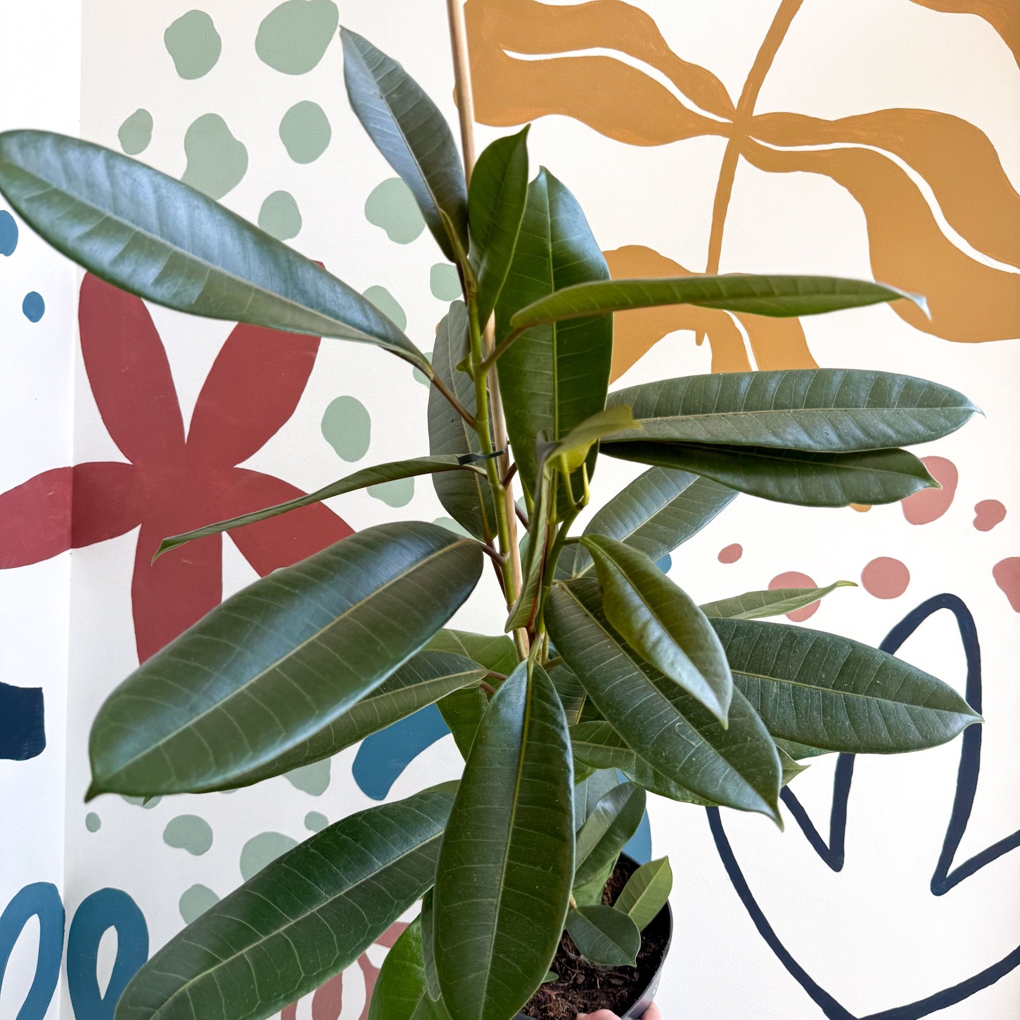 Ficus americana 'Tresor' – Sprouts of Bristol