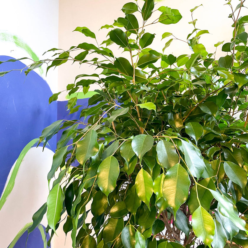 Ficus benjamina 'Exotica' - Weeping Fig – Sprouts of Bristol