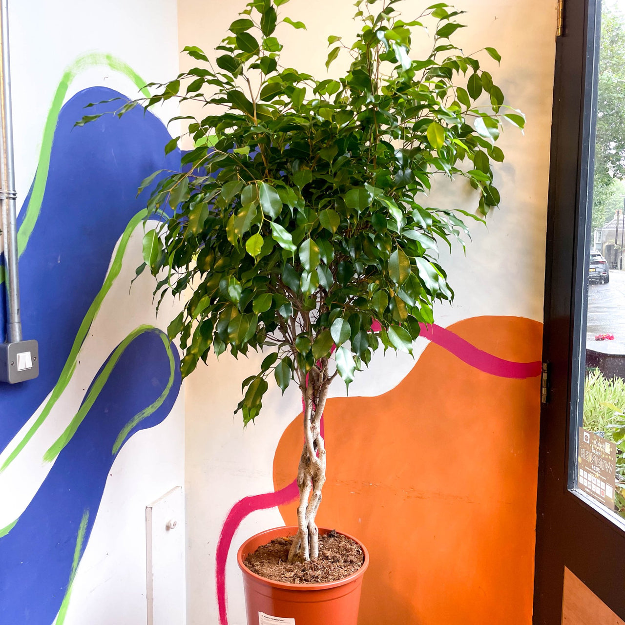 Ficus benjamina 'Exotica' - Weeping Fig – Sprouts of Bristol