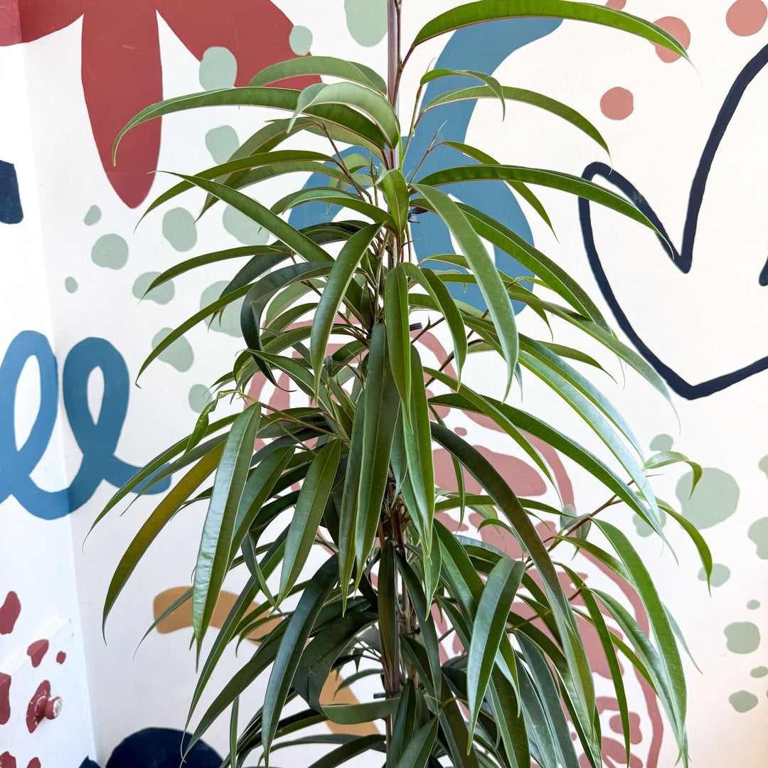 Ficus binnendiijkii 'Alii' - Long Leafed Fig – Sprouts of Bristol