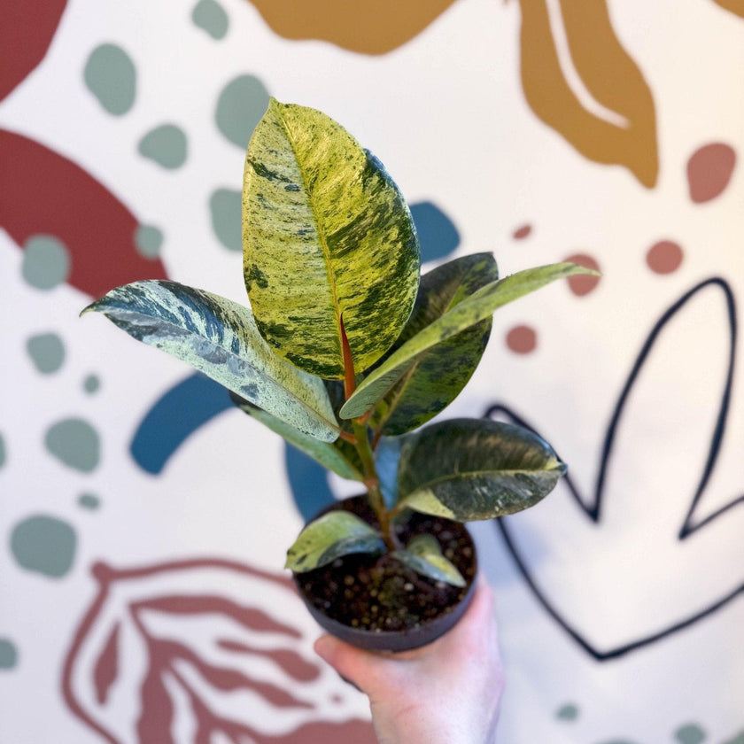 Ficus elastica 'Shivereana' - Moonshine Rubber Tree – Sprouts of Bristol