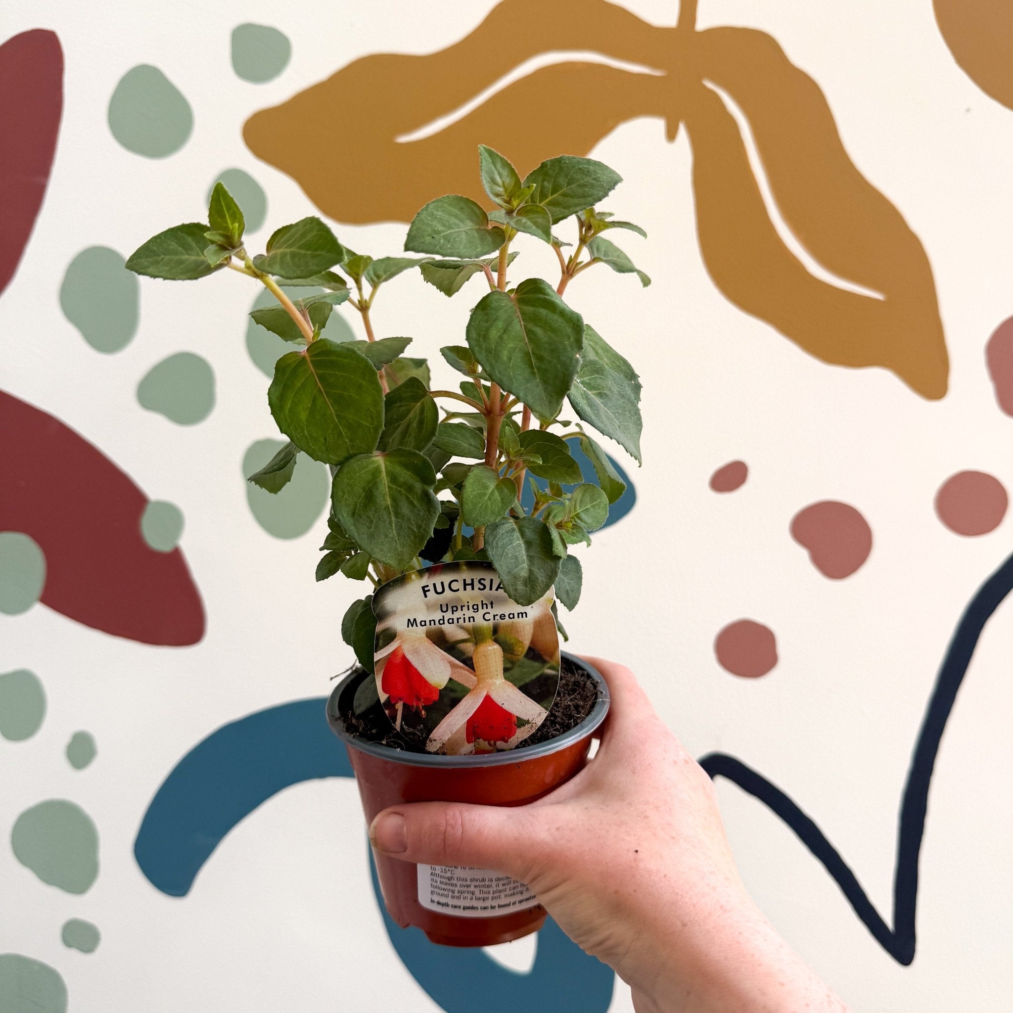 Fuchsia 'Mandarin Cream' - Upright Fuchsia - British Grown – Sprouts of ...