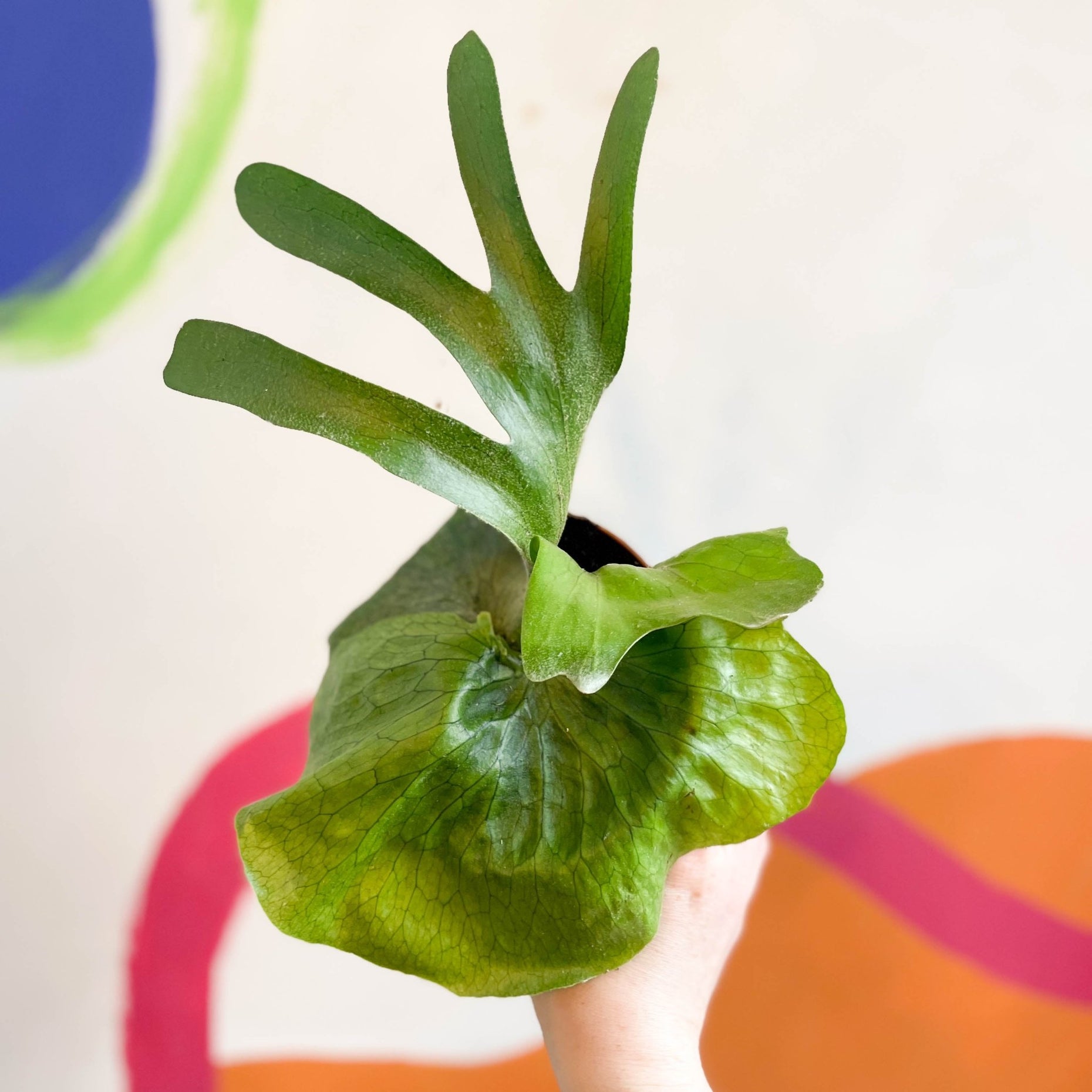 Platycerium superbum - Giant Staghorn Fern – Sprouts of Bristol