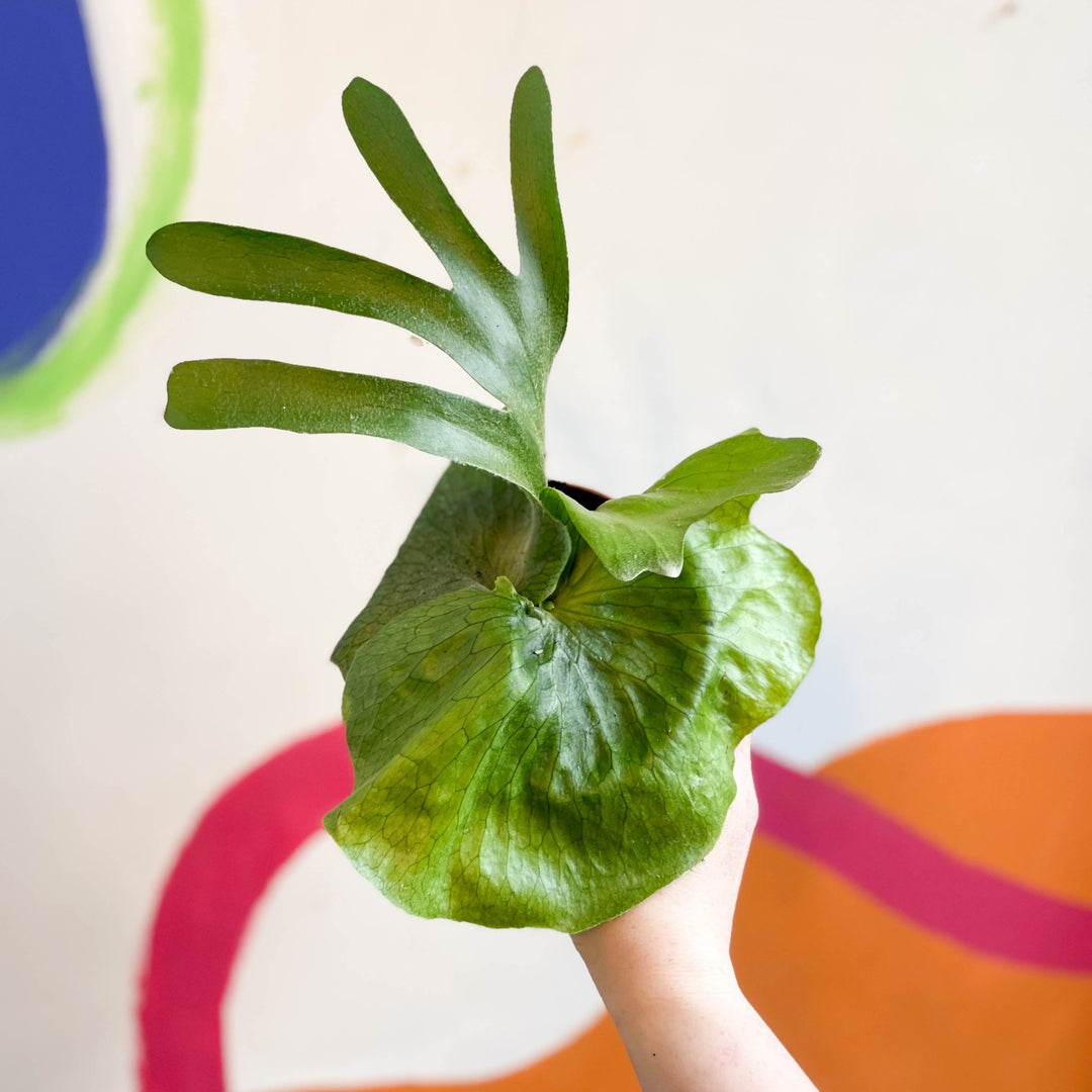 Platycerium superbum - Giant Staghorn Fern – Sprouts of Bristol