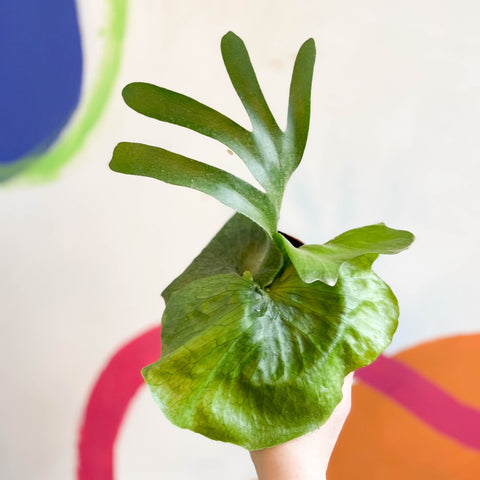 Platycerium superbum - Giant Staghorn Fern – Sprouts of Bristol