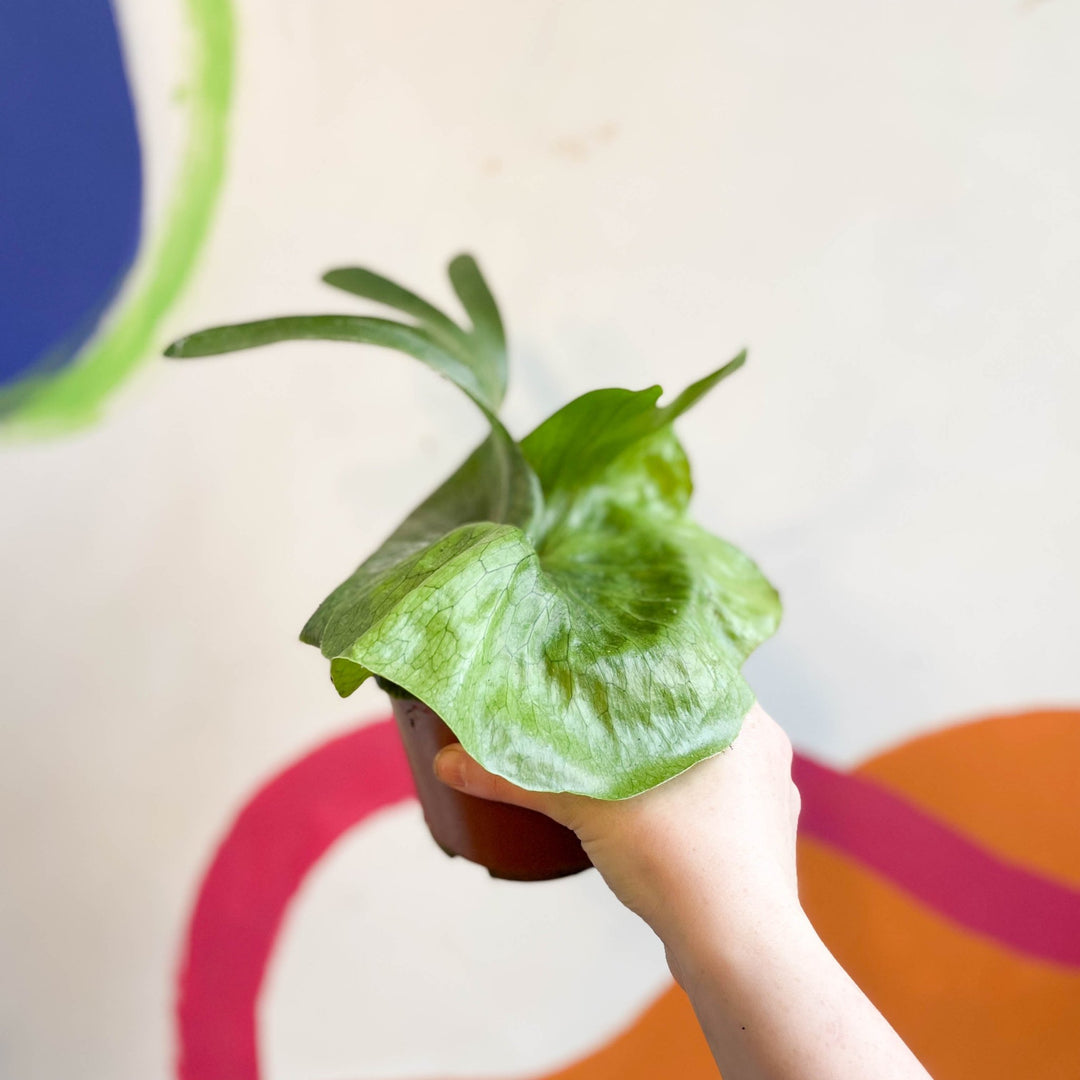 Platycerium superbum - Giant Staghorn Fern – Sprouts of Bristol