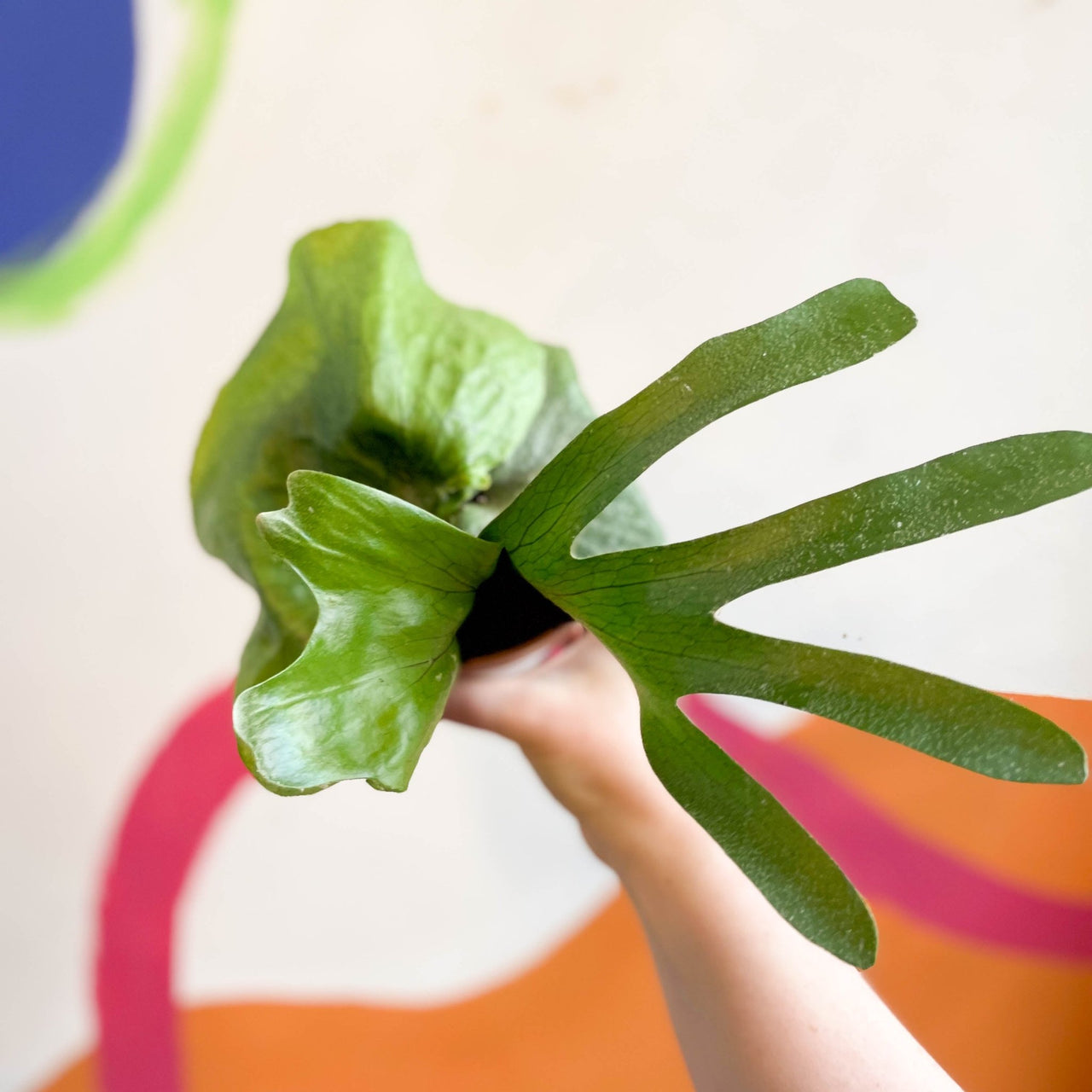 Giant Staghorn Fern - Platycerium superbum – Sprouts of Bristol