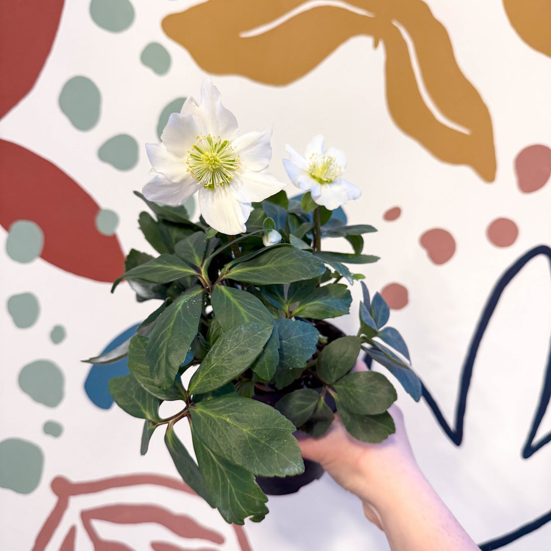Helleborus niger 'Christmas Carol' - White Christmas Rose – Sprouts of Bristol