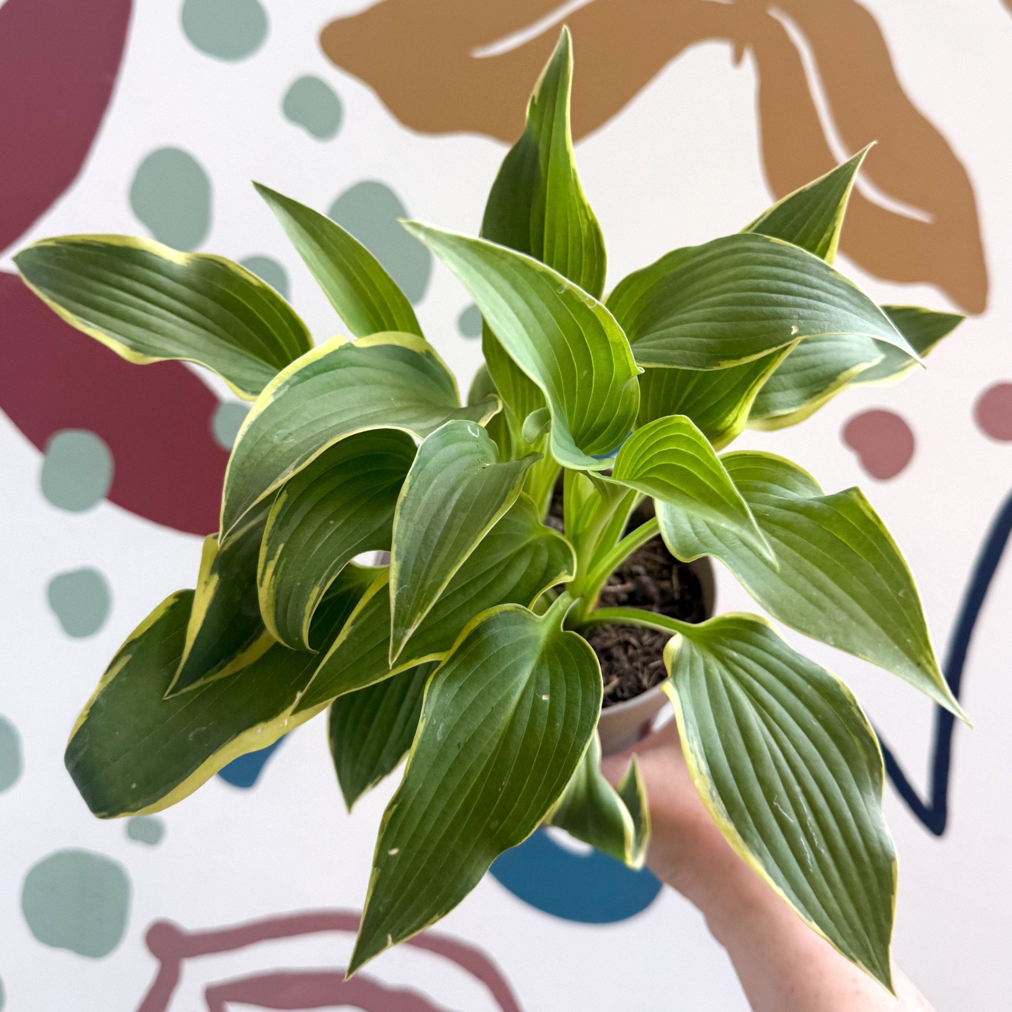 Hosta - Plantain Lily [Random Variety] – Sprouts of Bristol