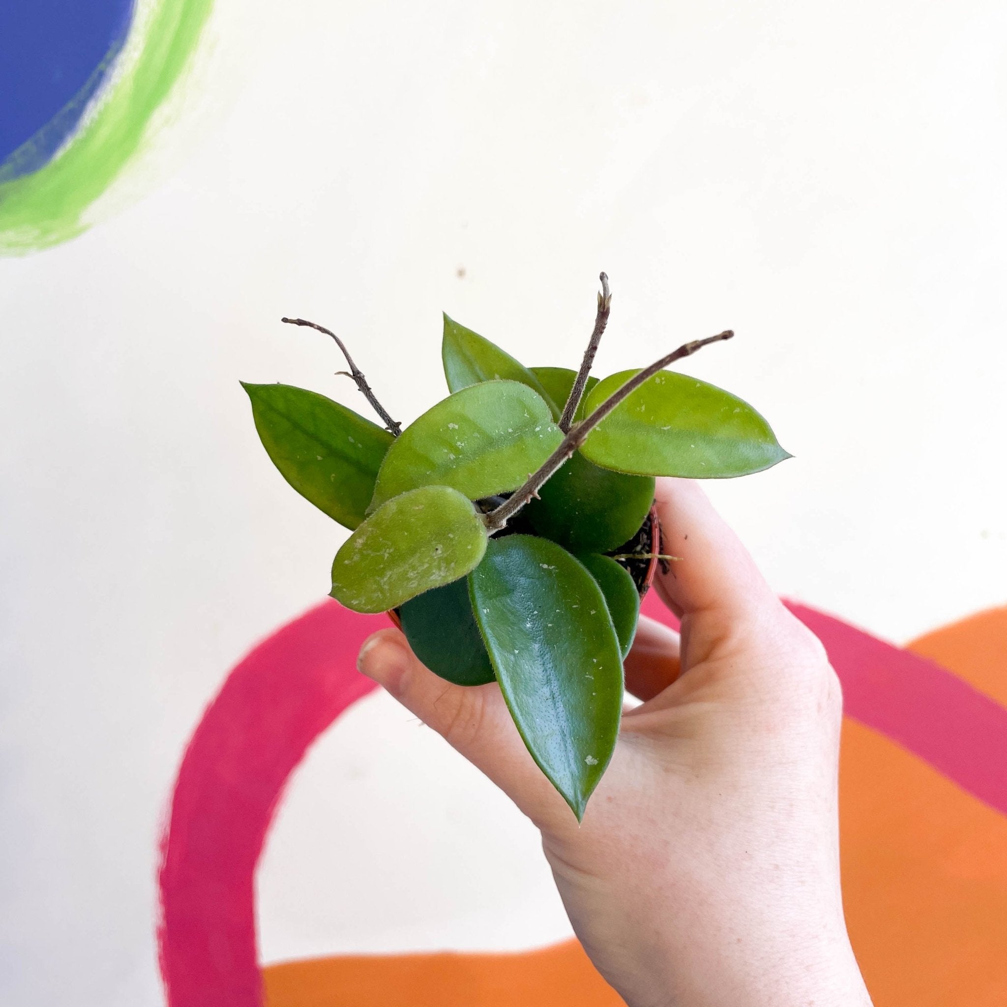 Hoya chouke – Sprouts of Bristol