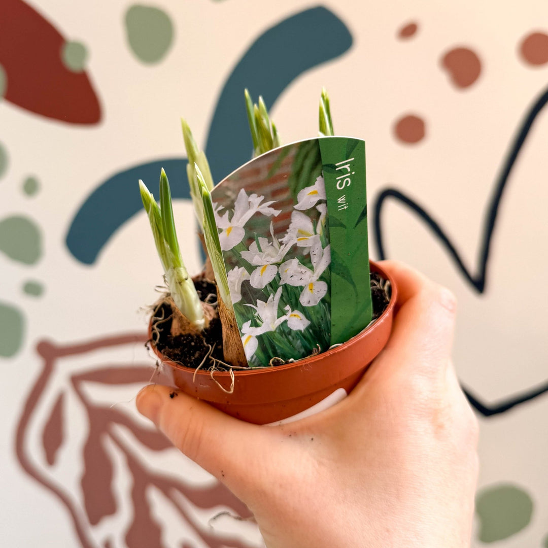 Outdoor Plants – Sprouts of Bristol