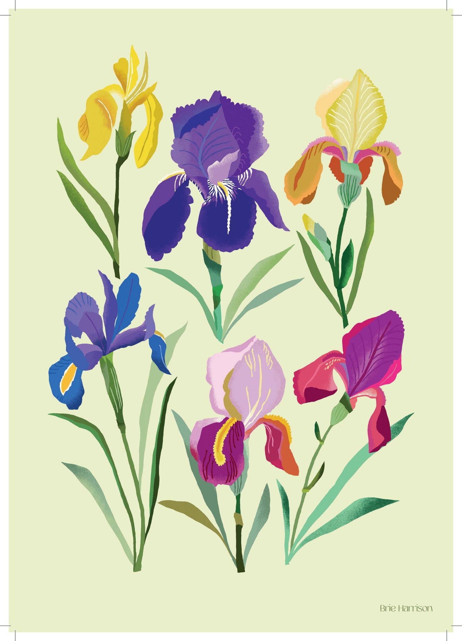 Irises Print A4 – Sprouts of Bristol