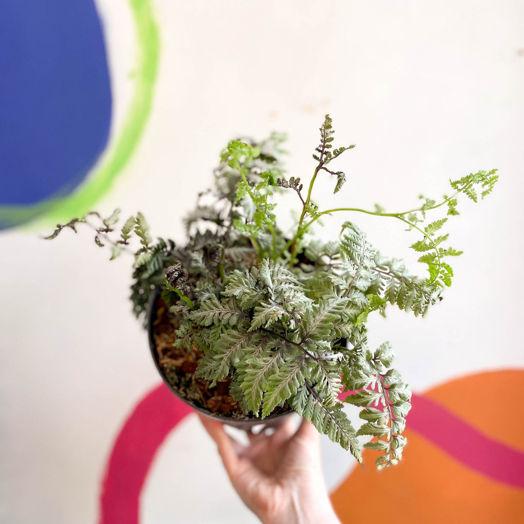 Japanese Painted Fern - Athyrium niponicum var. pictum 'Silver Falls ...