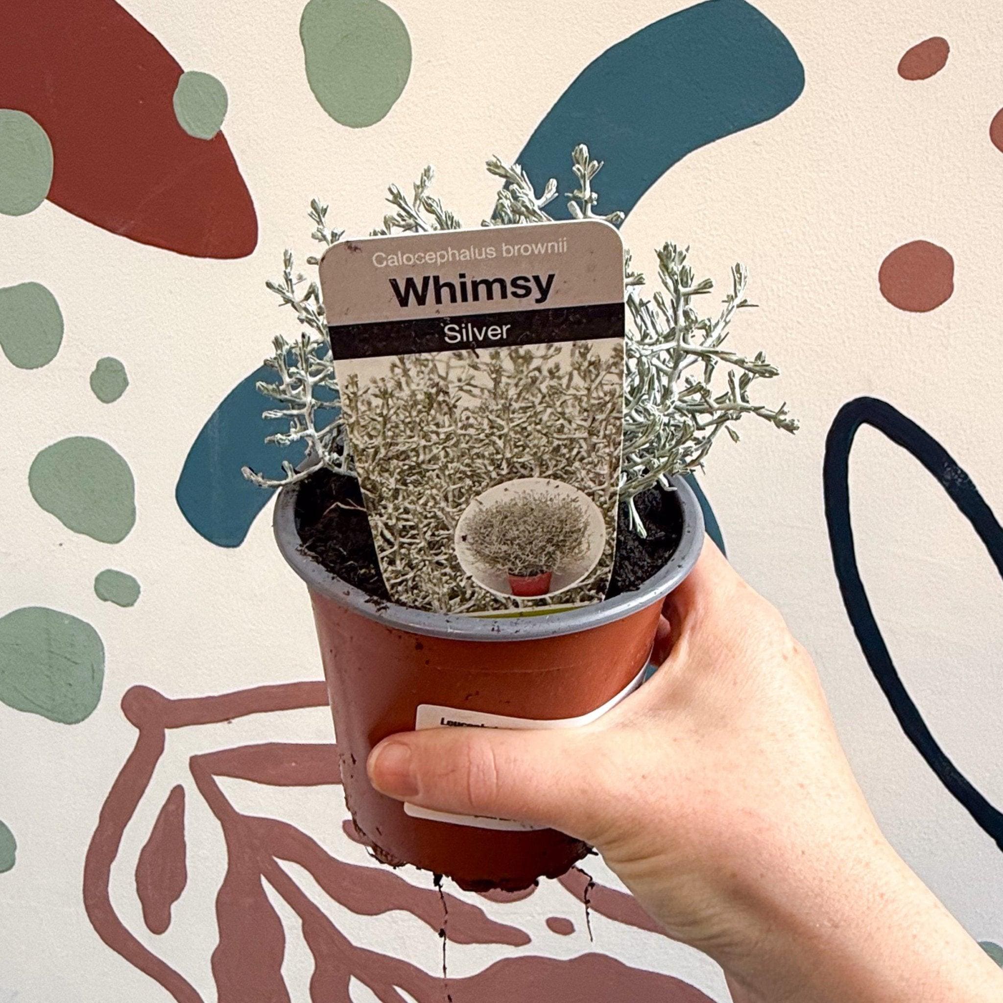 Leucophyta brownii 'Whimsy Silver' - Cushion Bush – Sprouts of Bristol