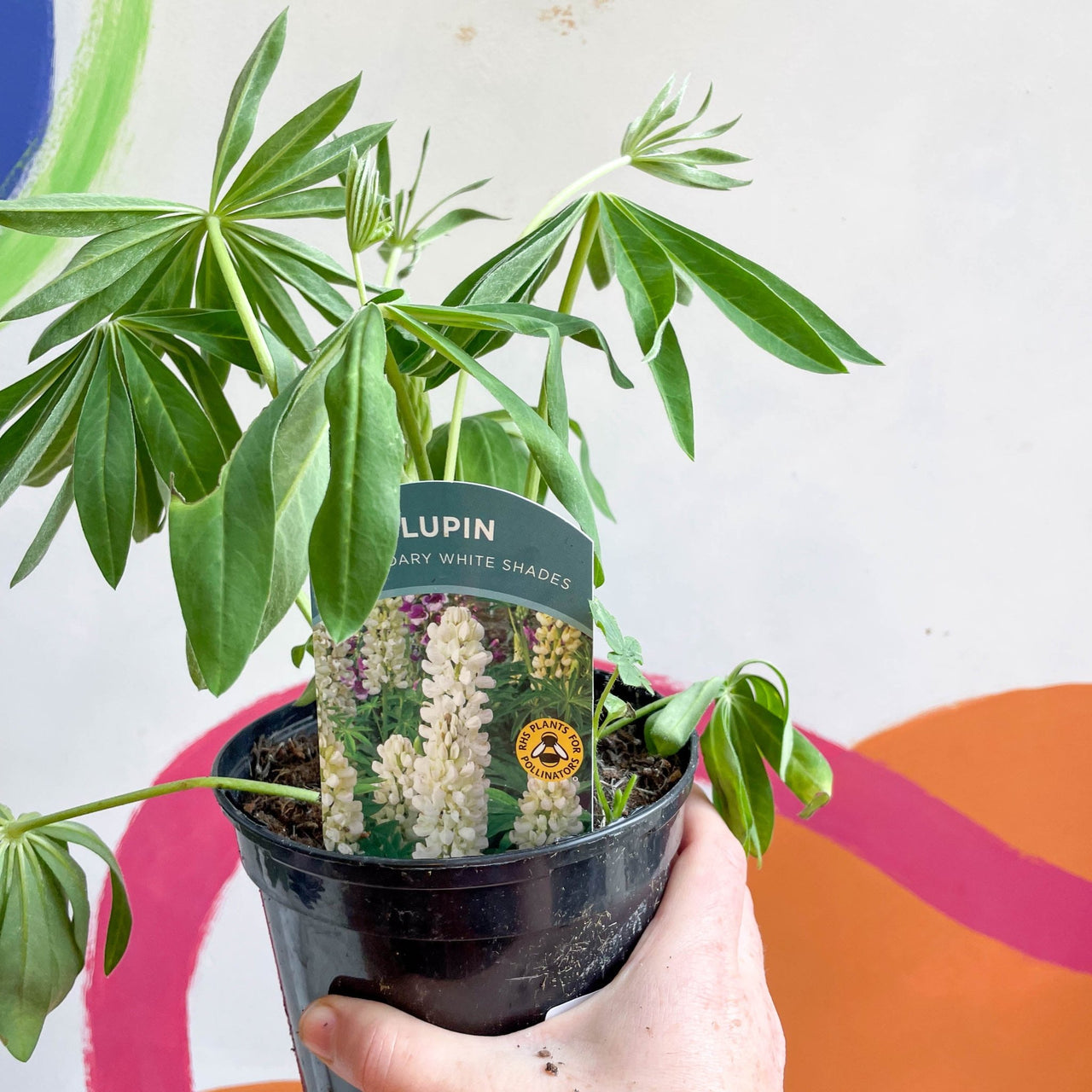 Lupin - Lupinus polyphyllus 'Legendary White Shades' - British Grown H ...