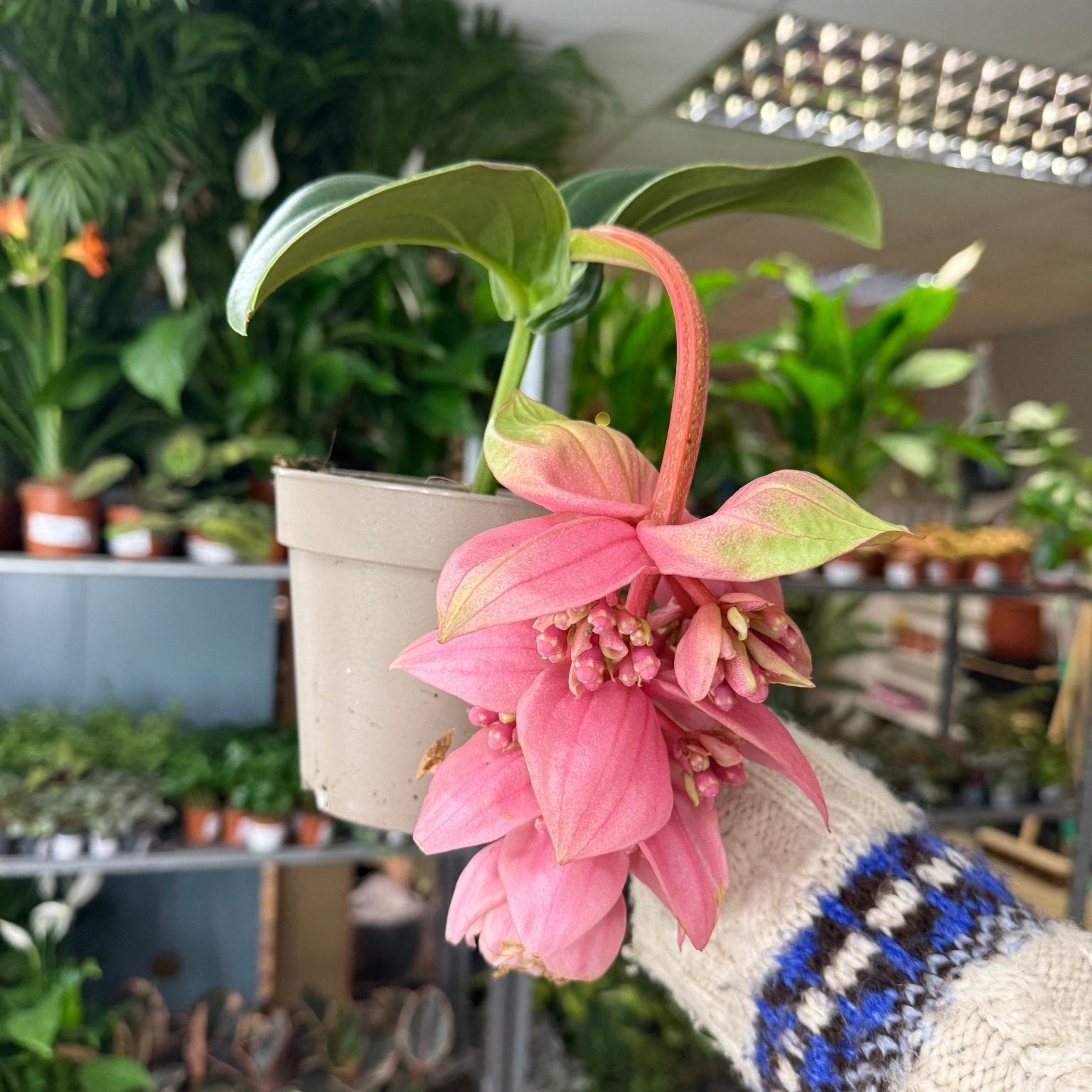 Medinilla magnifica ‘Candy’ – Rose Grape – Sprouts of Bristol