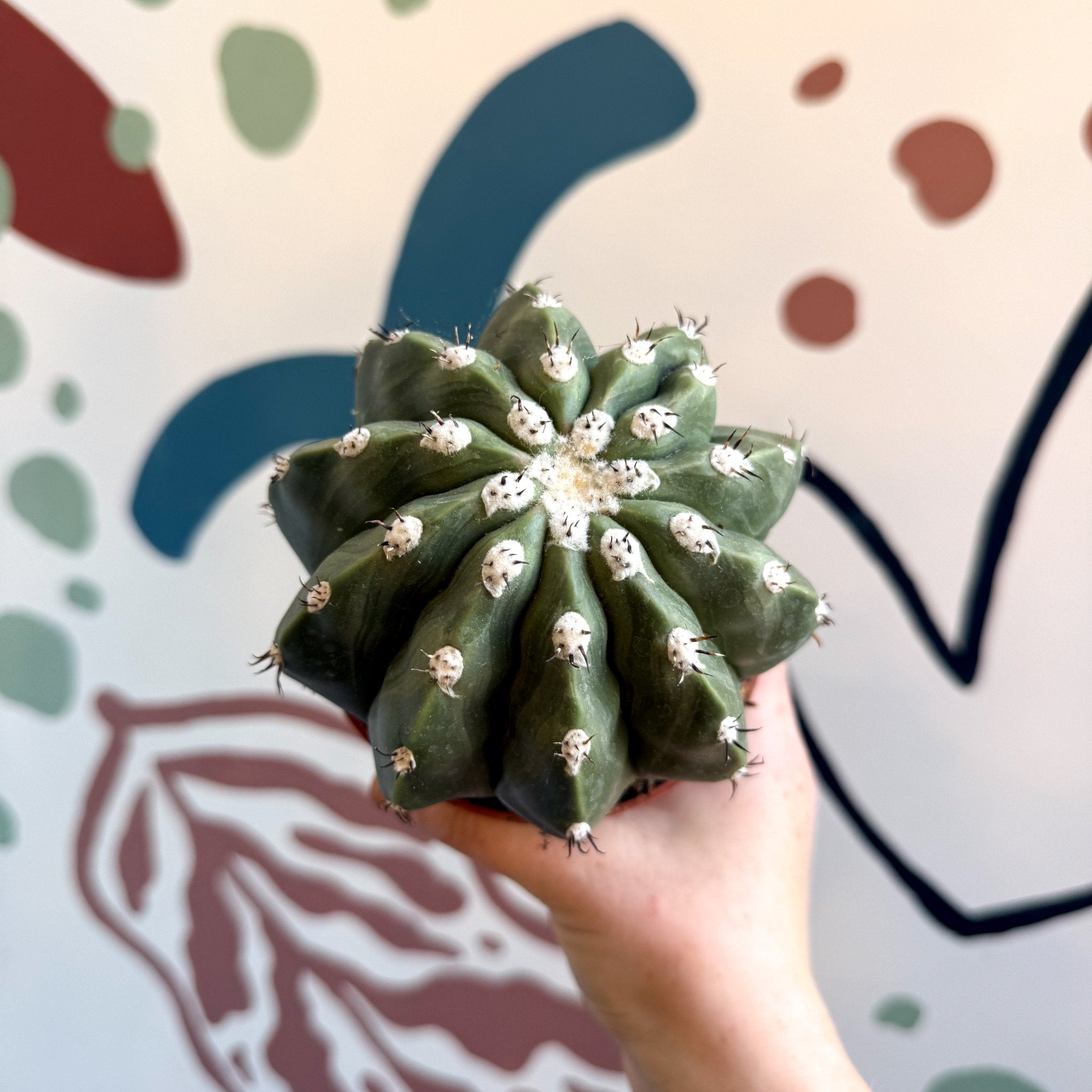 Melocactus maxonii ‘Inermis’ – Spineless Turk’s Cap Cactus – Sprouts of ...
