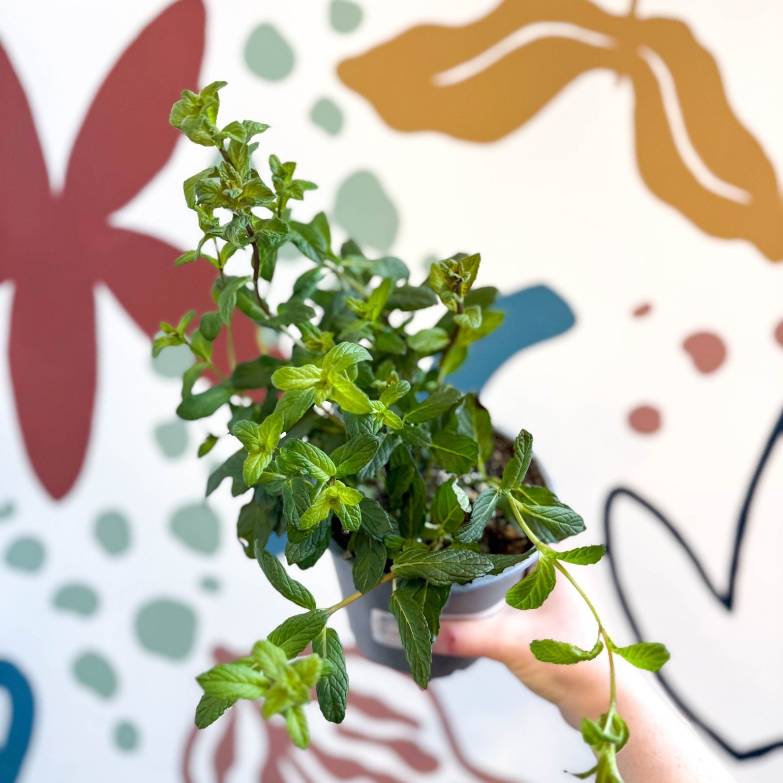 Outdoor Plants – Sprouts of Bristol