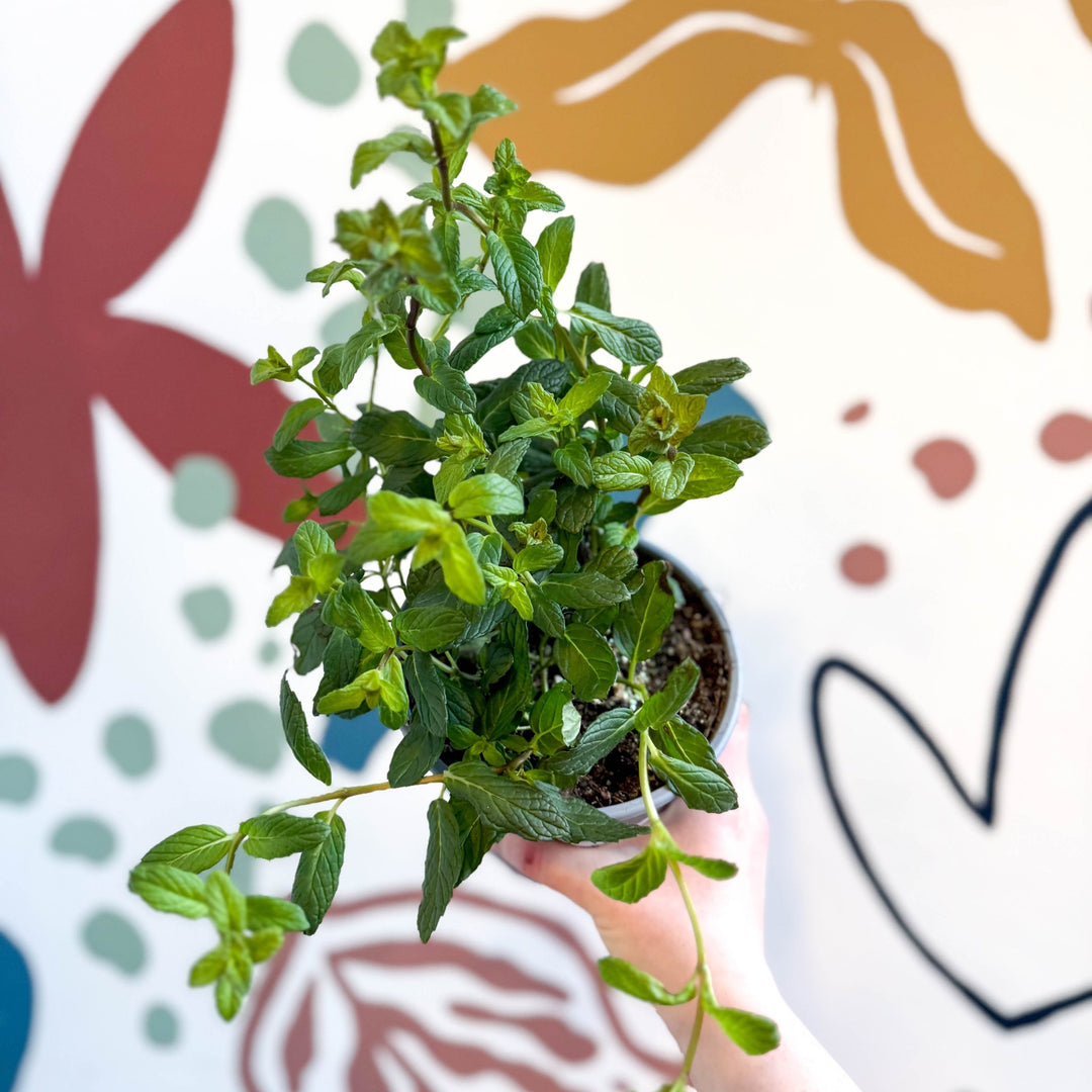 Outdoor Plants – Sprouts of Bristol