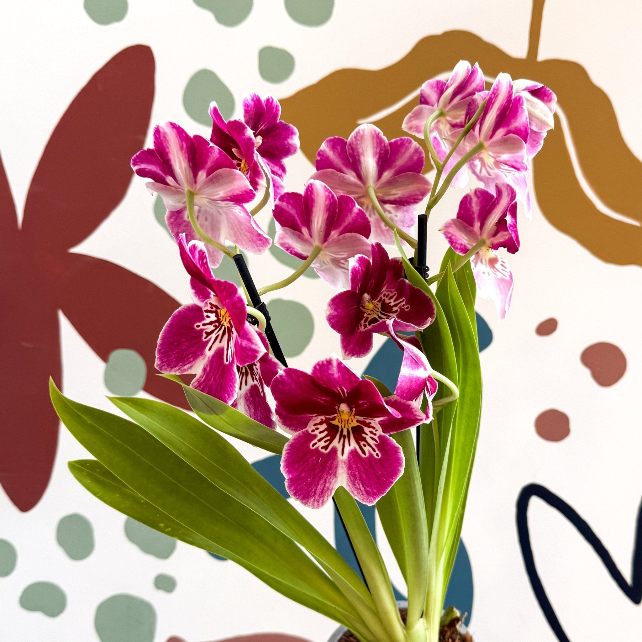 Miltonia - Pink Pansy Orchid – Sprouts of Bristol