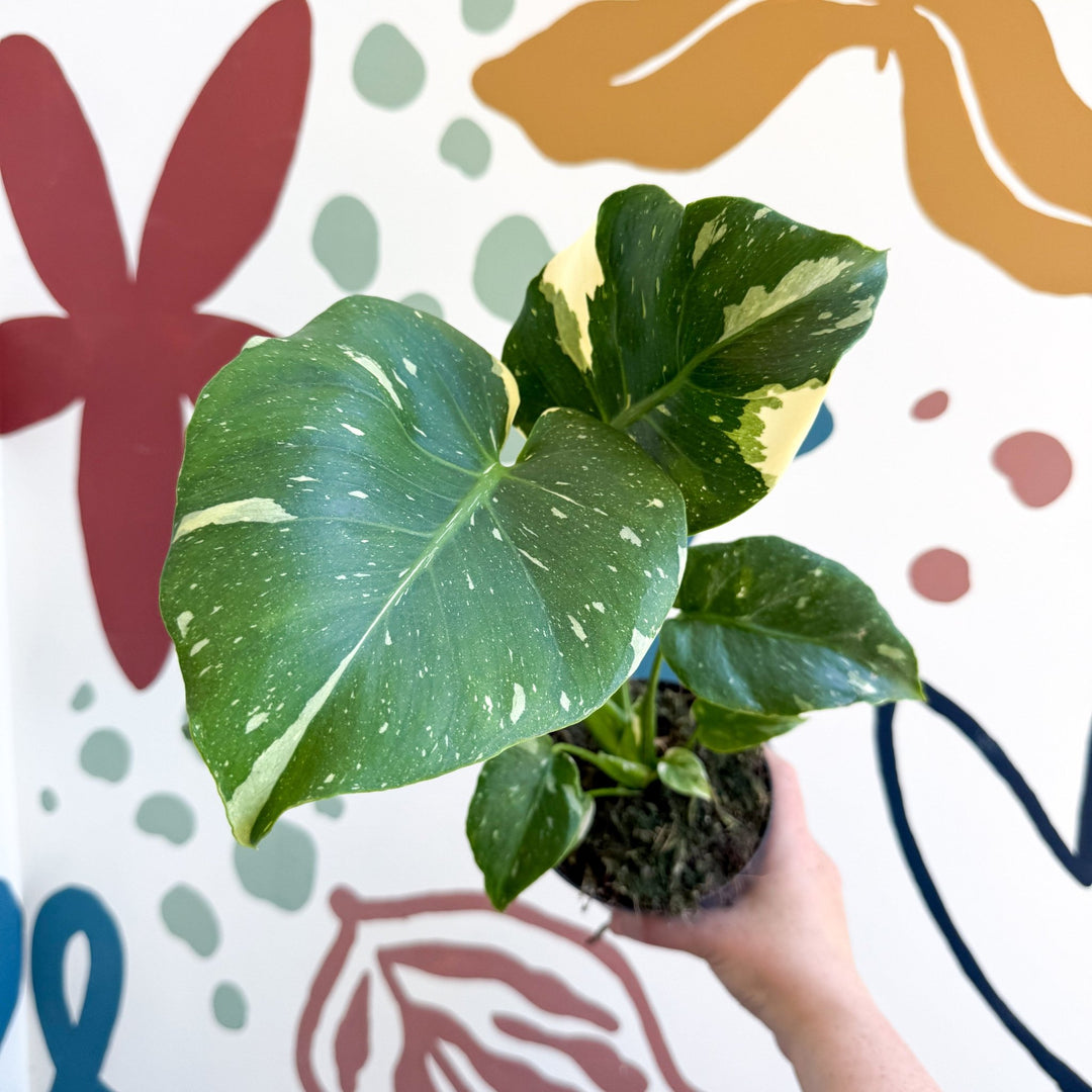 Monstera deliciosa 'Thai Constellation' – Sprouts of Bristol