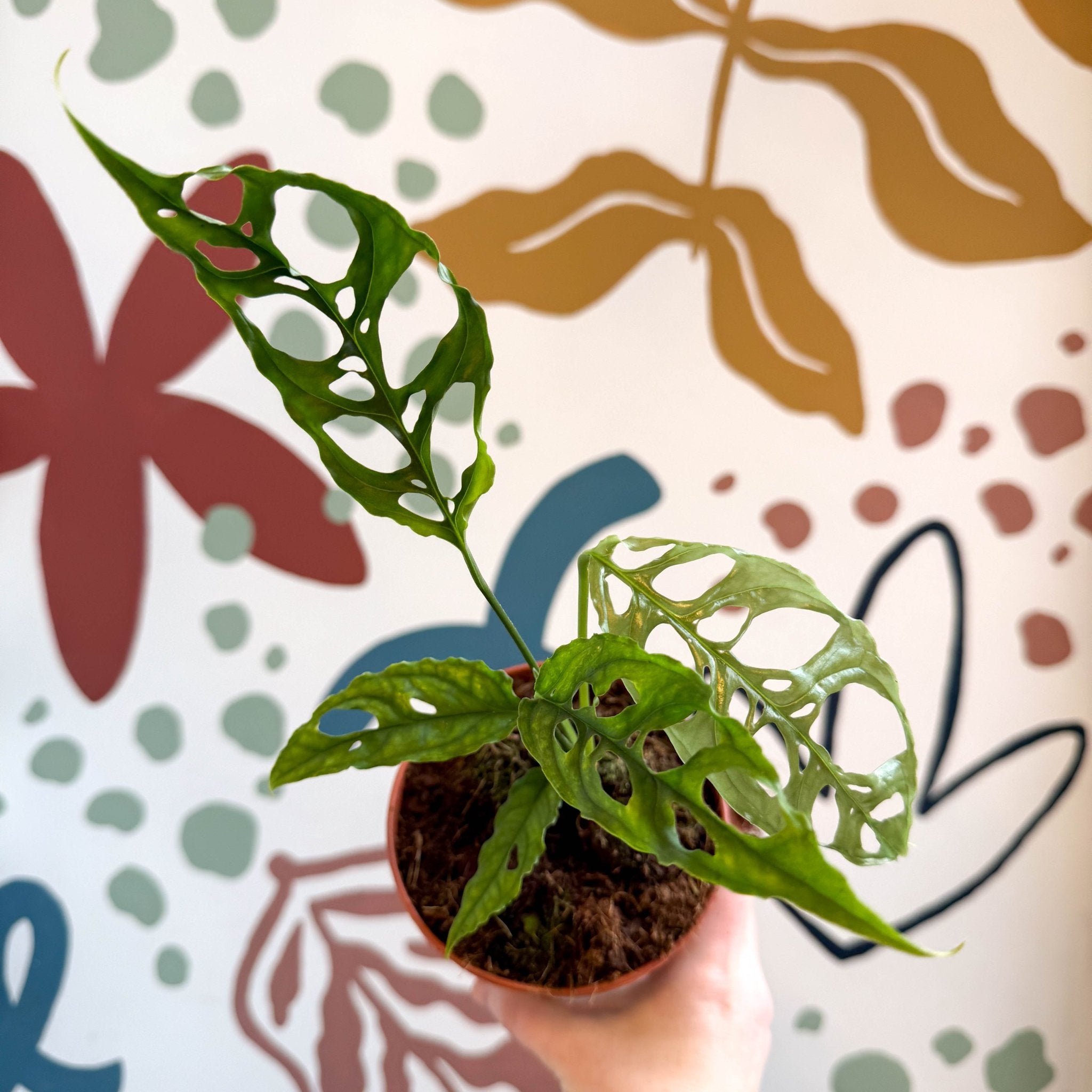 Monstera obliqua 'Peru' – Sprouts of Bristol