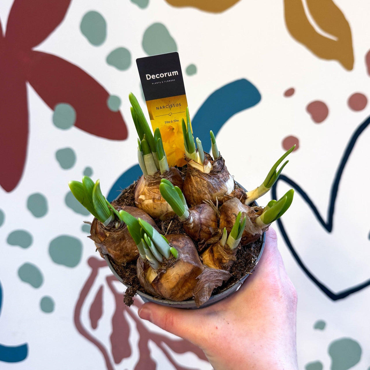 Narcissus 'Tete a Tete' - Potted Daffodil Bulbs – Sprouts of Bristol