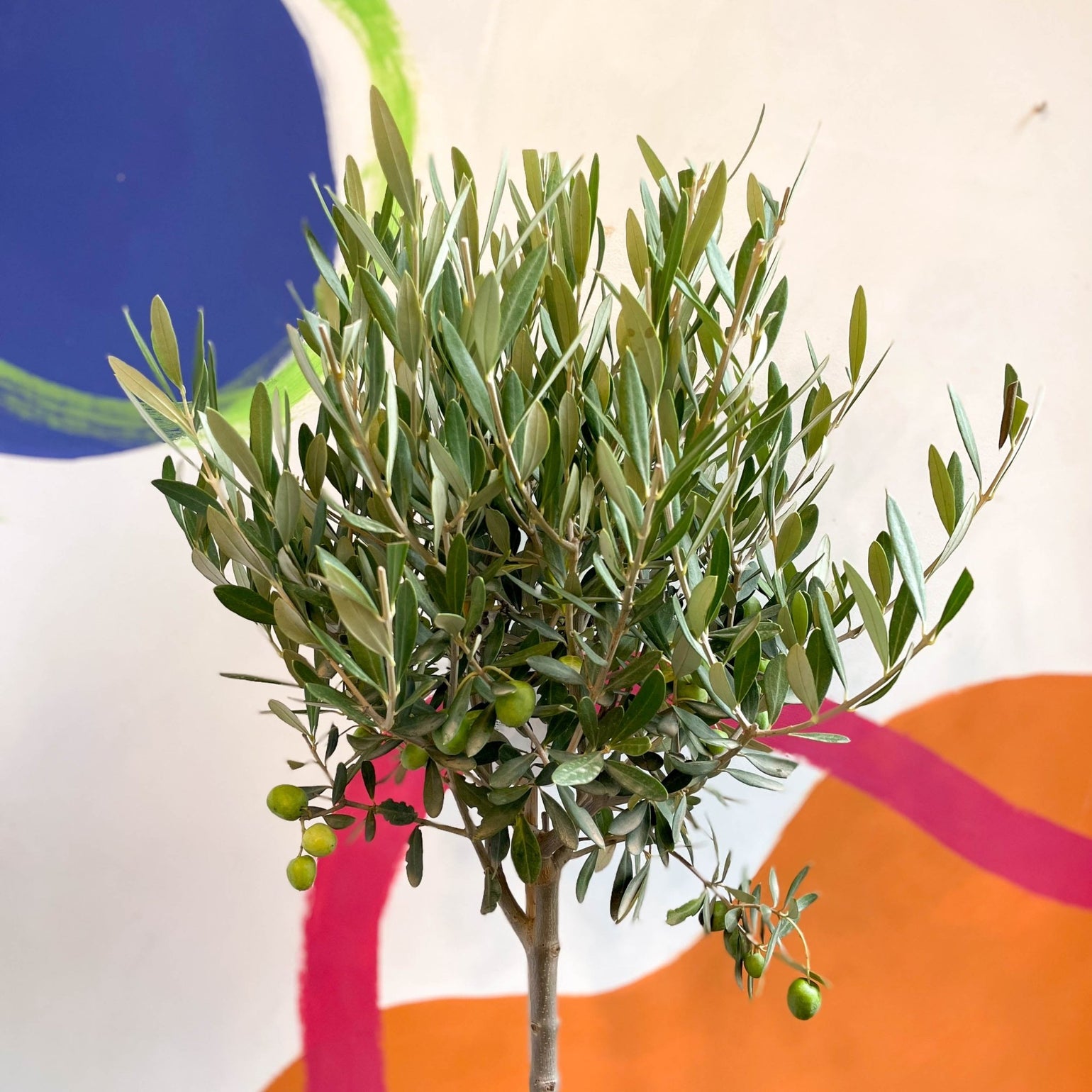 Olea europaea - Olive Tree – Sprouts of Bristol