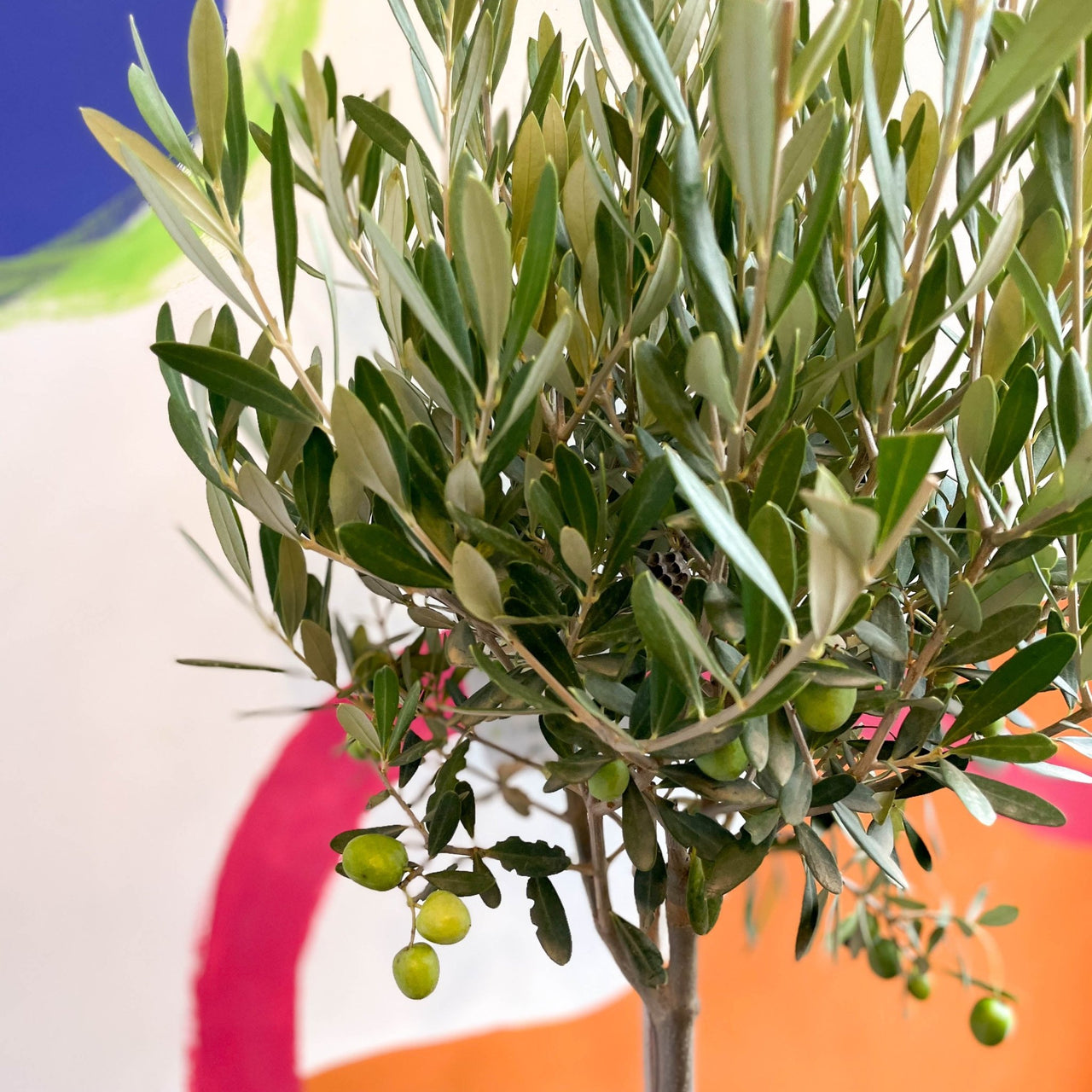 Olea europaea - Olive Tree – Sprouts of Bristol