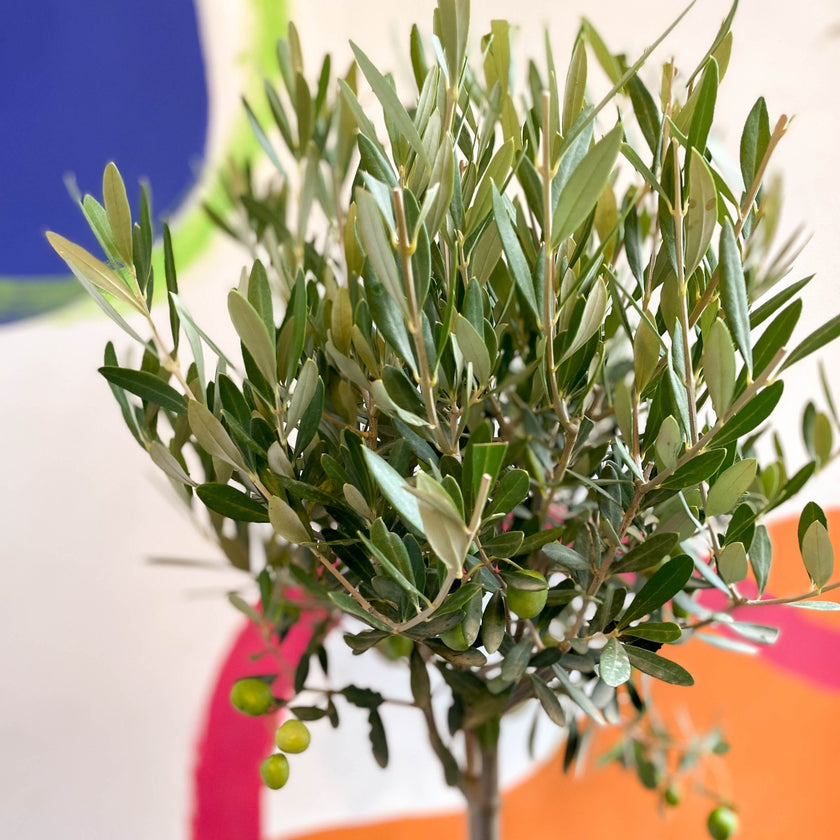 Olea europaea - Olive Tree – Sprouts of Bristol