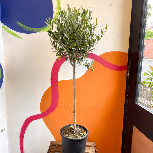 Olea europaea - Olive Tree – Sprouts of Bristol