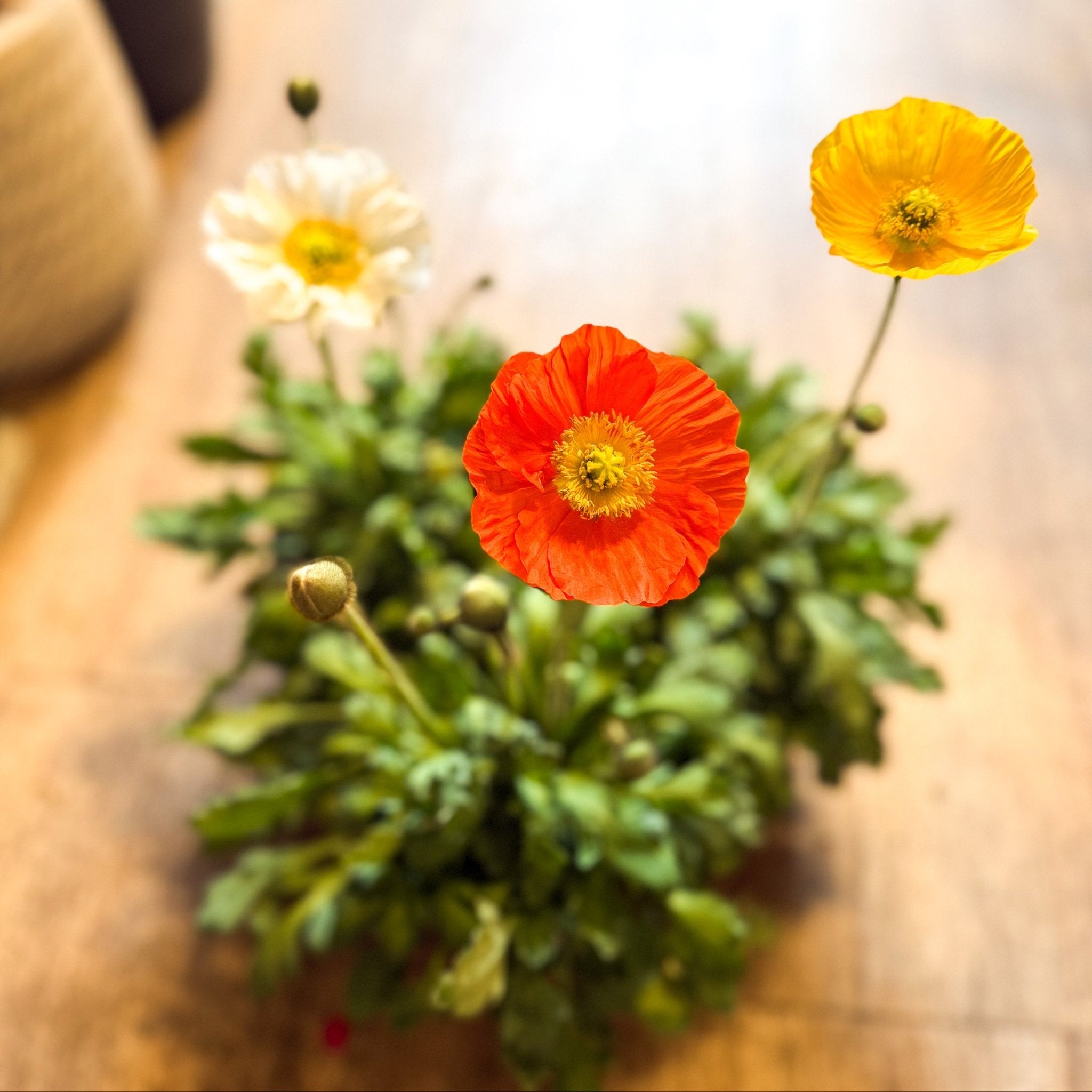 Papaver nudicaule 'Gartenzwerg' - Icelandic Poppy (mixed colours ...