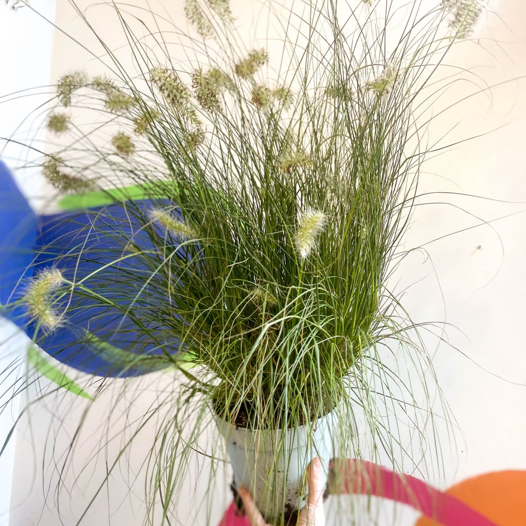 Pennisetum alopecuroides 'Little Hameln' - Chinese Fountain Grass ...