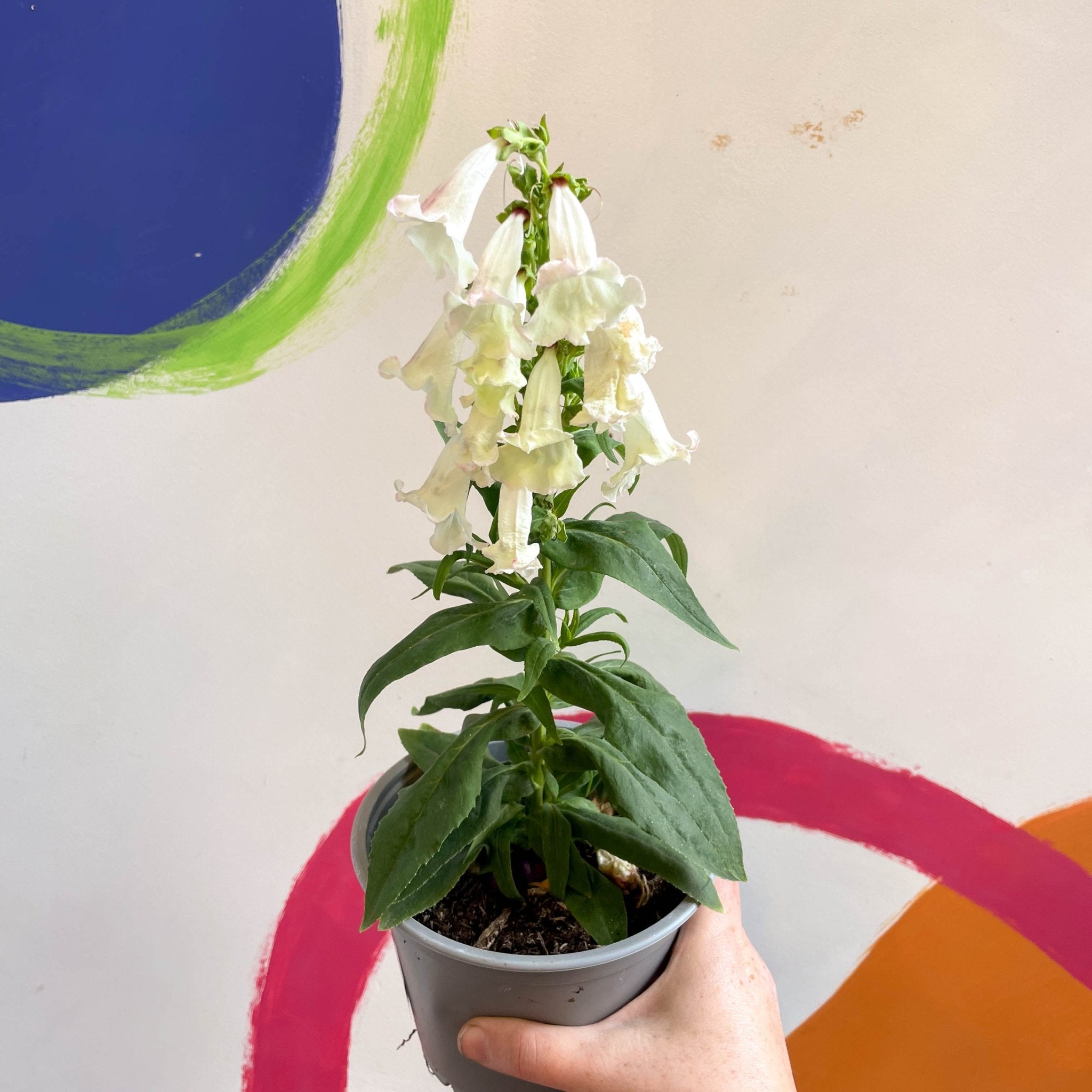 Penstemon hartwegii 'Phoenix Appleblossom' - Beard Tongue [British Gro ...
