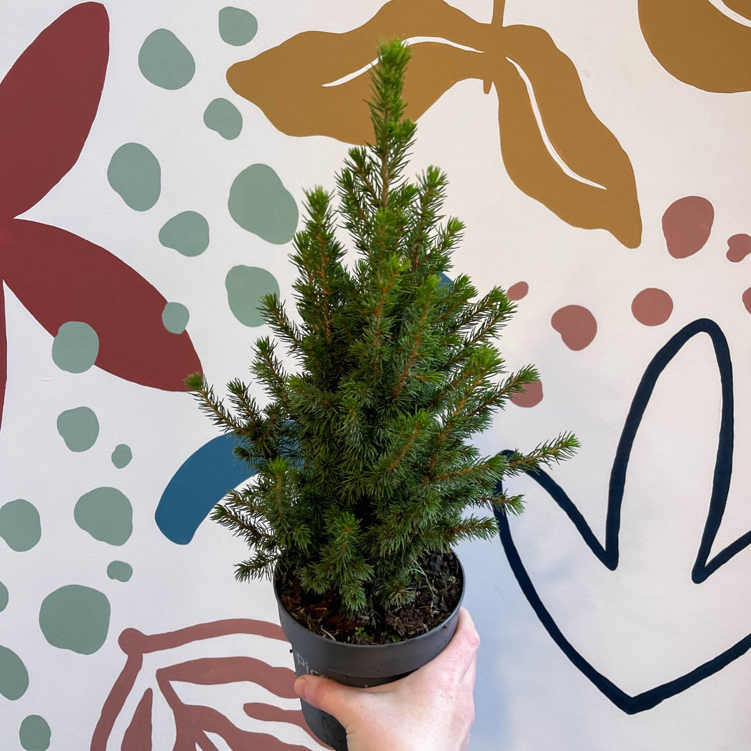 Picea glauca 'Perfecta' - White Spruce - Potted Christmas Tree ...