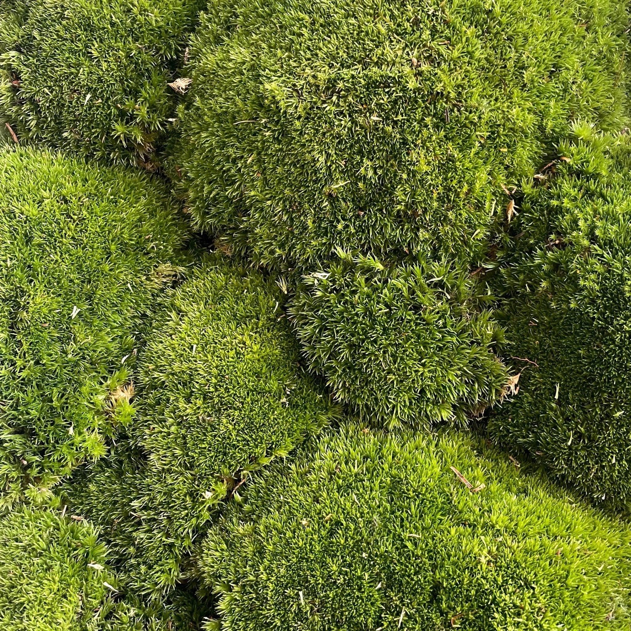 Pincushion Moss – Live Terrarium Moss (Leucobryum glaucum) – Sprouts of ...