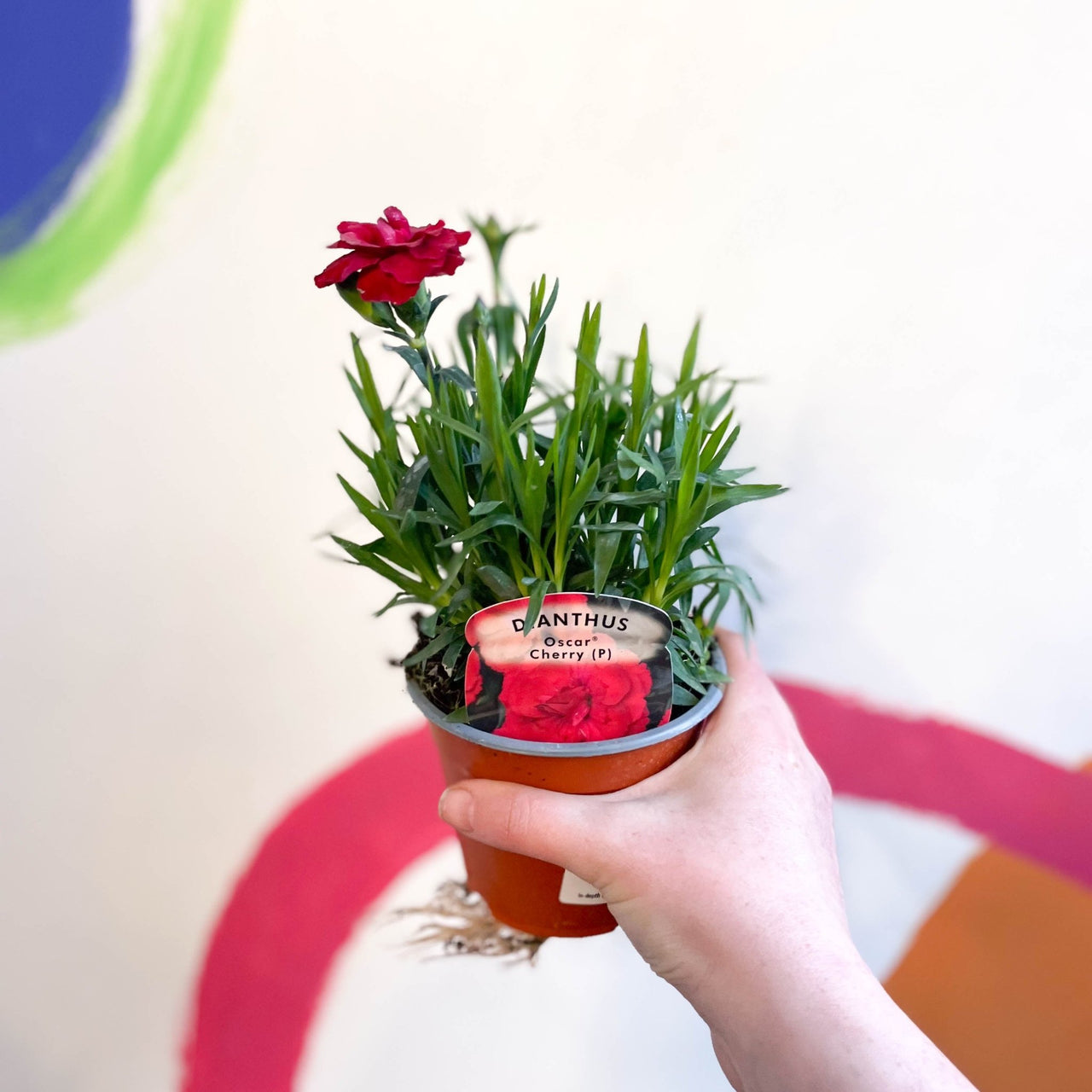 Topfnelken - Dianthus 'Oscar Cherry' - Britischer Anbau – Sprouts of ...