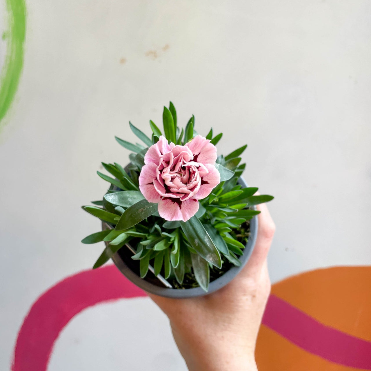 Dianthus 'Oscar Purple Star' - Pot Carnations [British Grown] – Sprouts ...