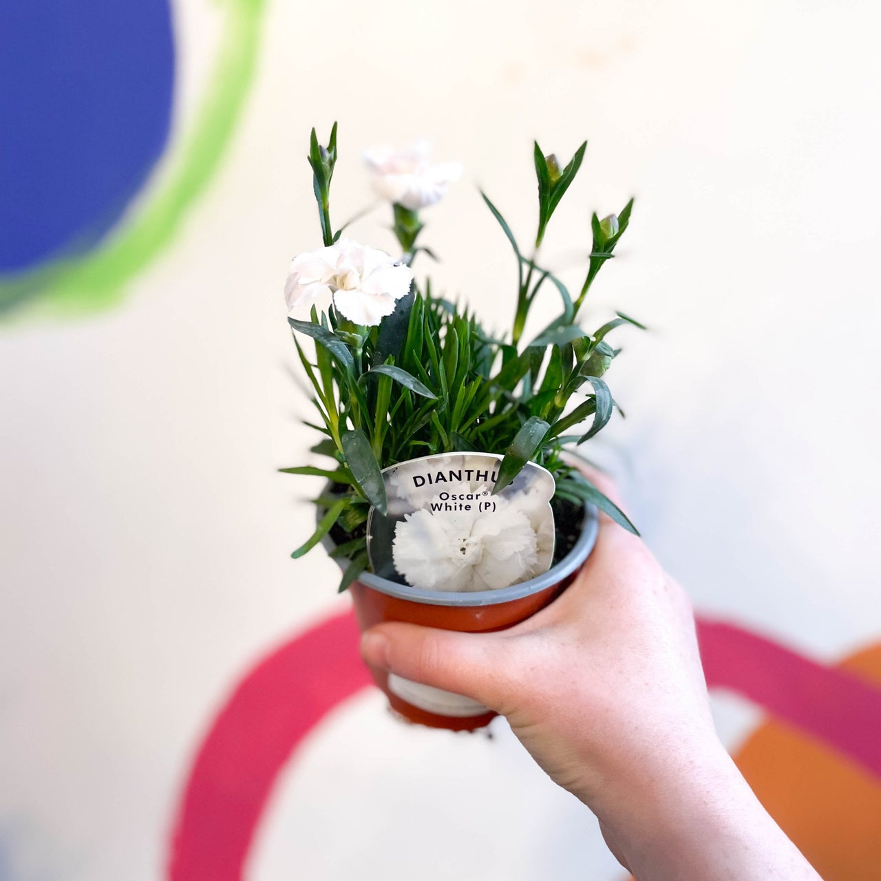 Topfnelken - Dianthus 'Oscar White' - Britischer Anbau – Sprouts of Bristol