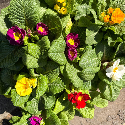 Primula acaulis ‘Eclipse Rose’ - English Primrose – Sprouts of Bristol