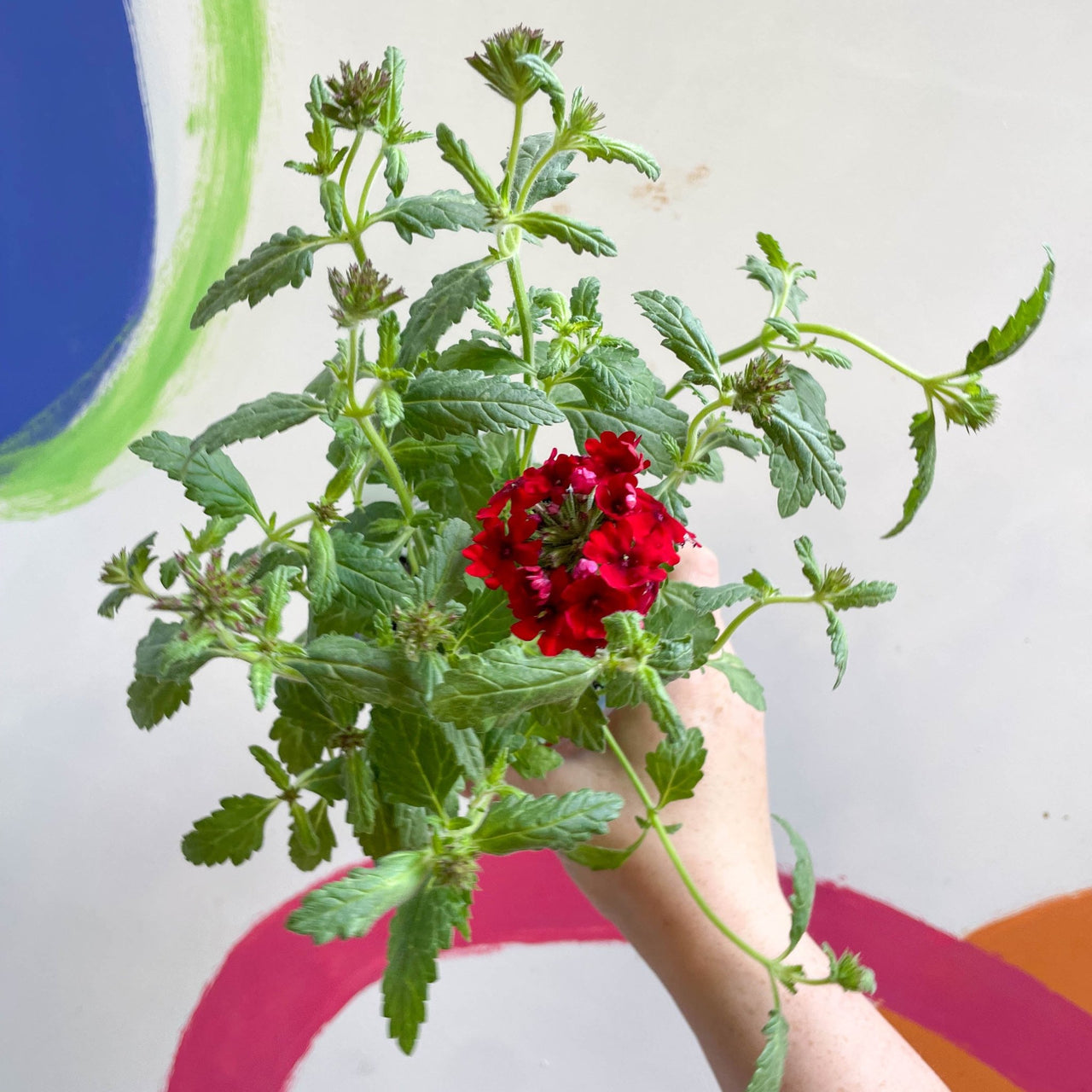Red Verbena 'Showboat Dark Red' - British Grown – Sprouts of Bristol