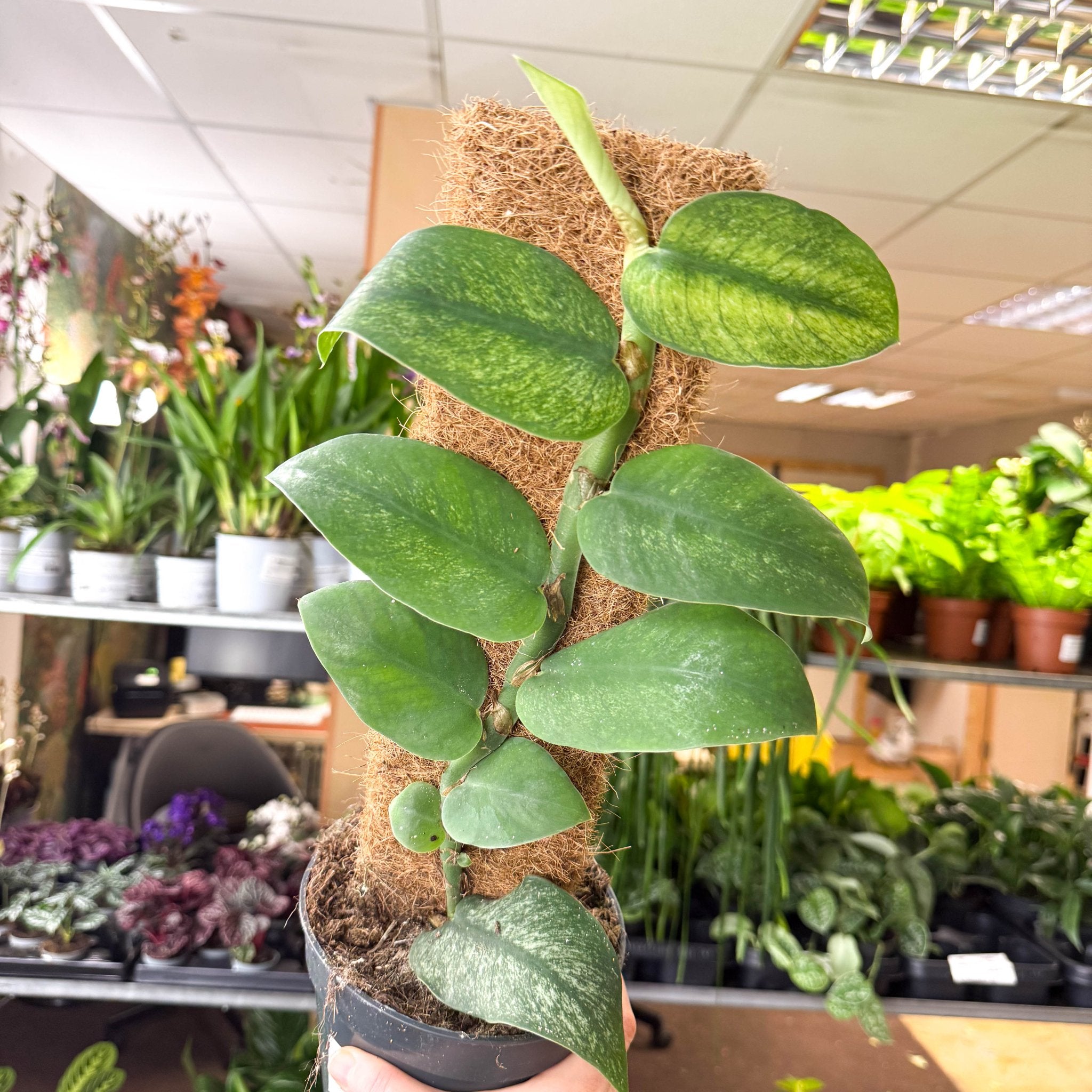 Rhaphidophora hongkongensis ‘Variegata’ - Shingle Plant – Sprouts of ...